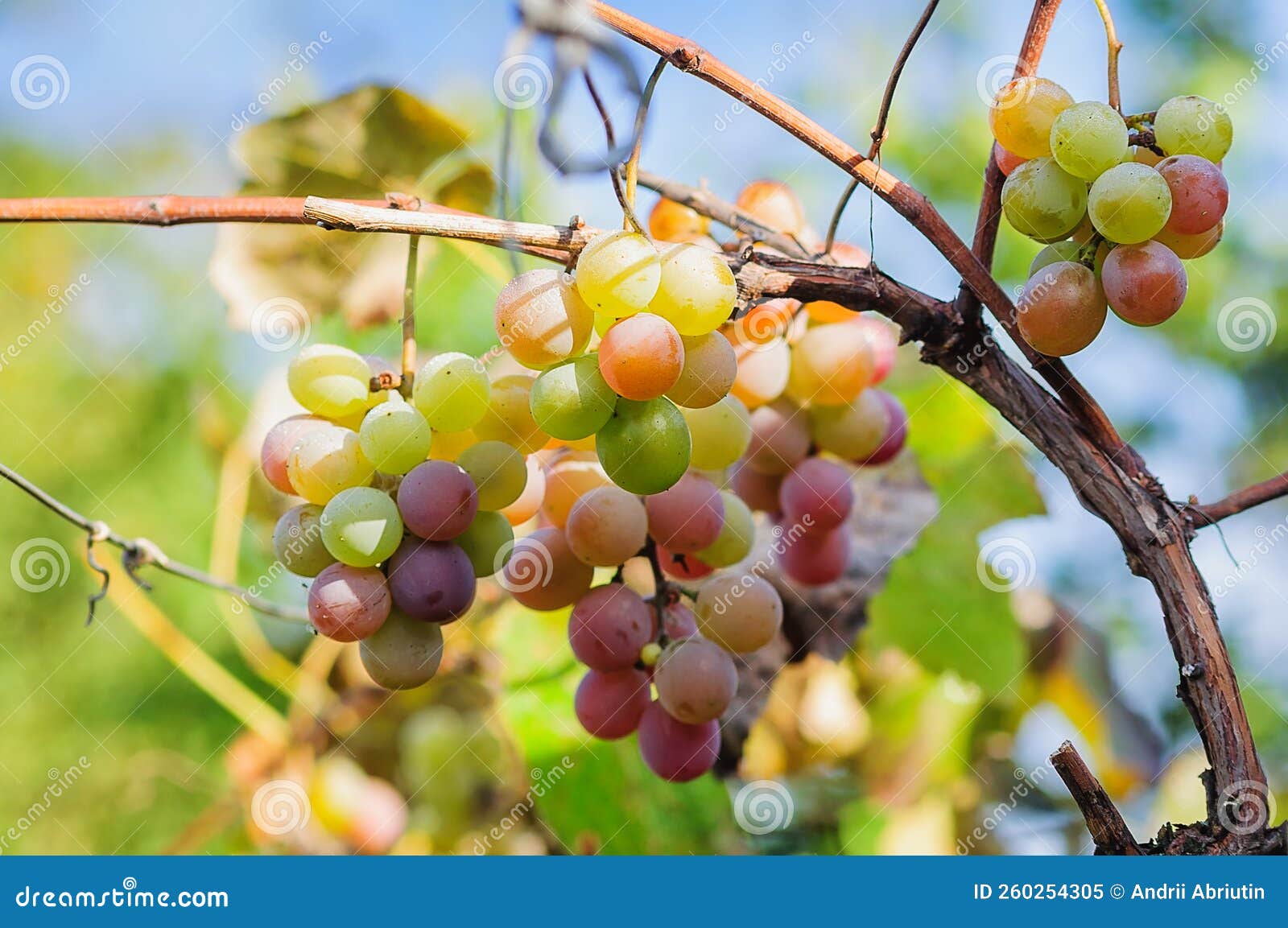 The Multi-colored Berries of the Vitis Lidia Grape Shine through in the ...