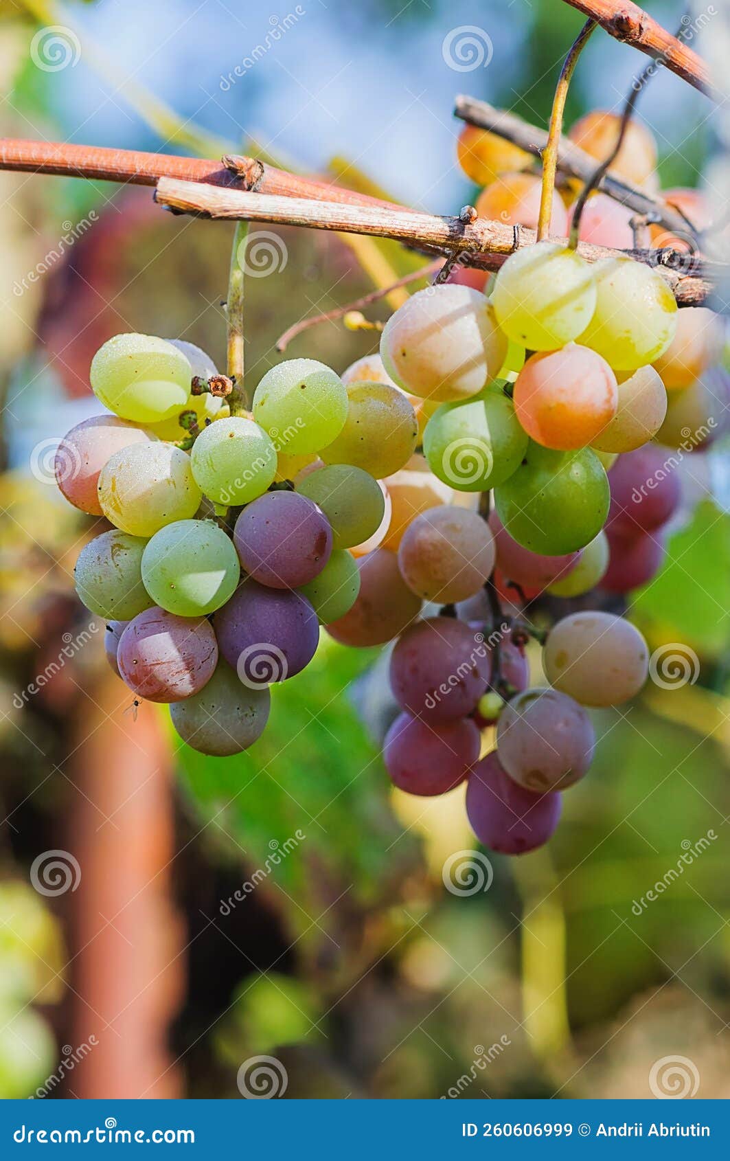 The Multi-colored Berries of the Vitis Lidia Grape Shine through in the ...