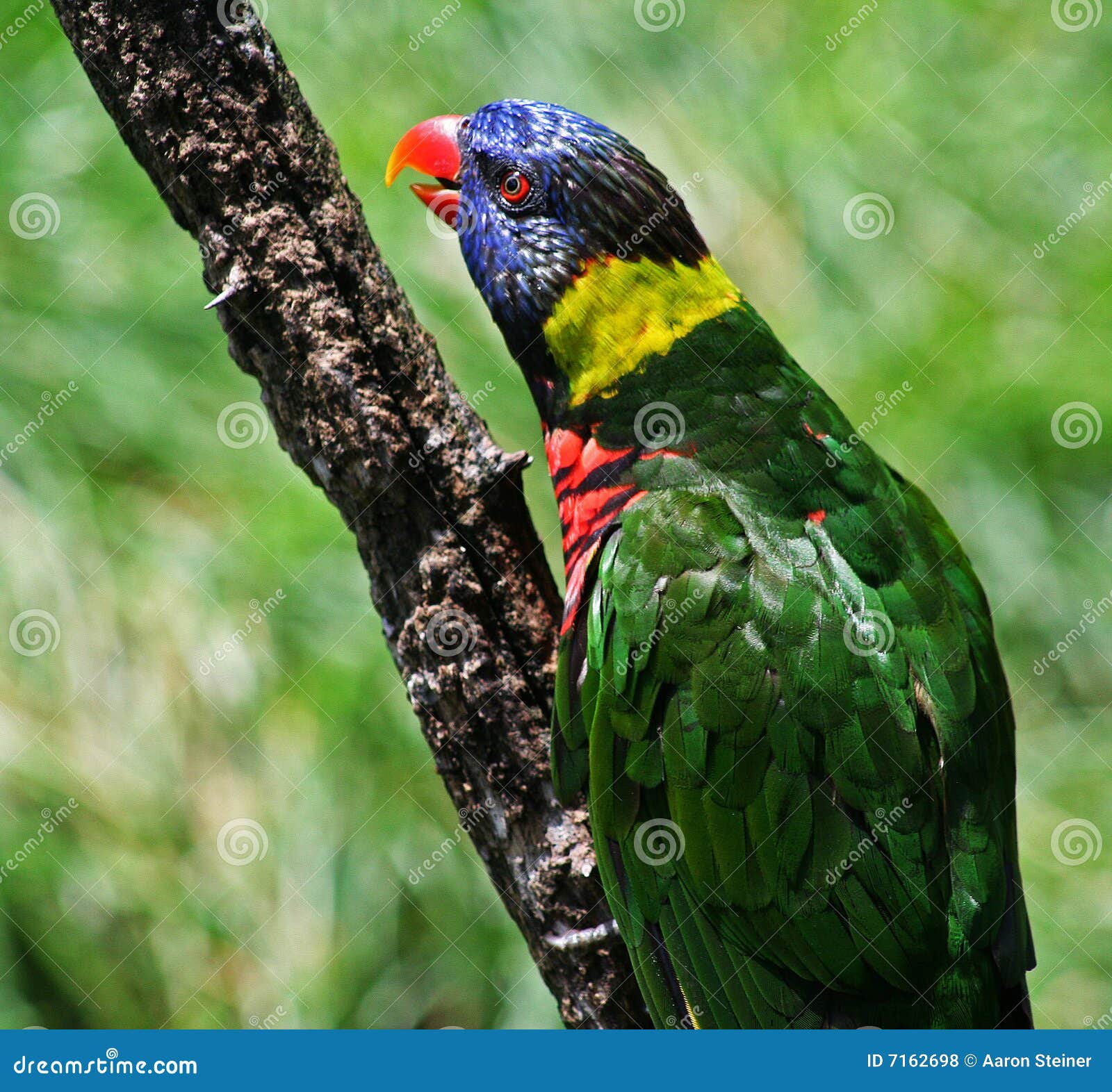 Multi colored bird stock photo. Image of black, brown - 7162698