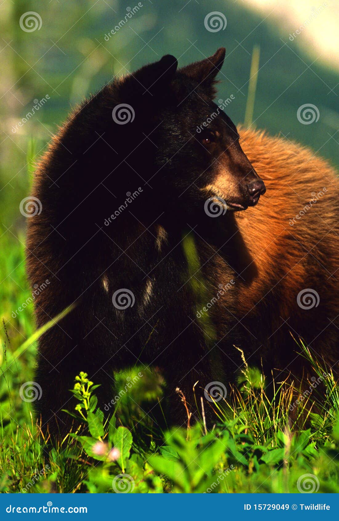 Multi Colored Black Bear stock image. Image of forest - 15729049