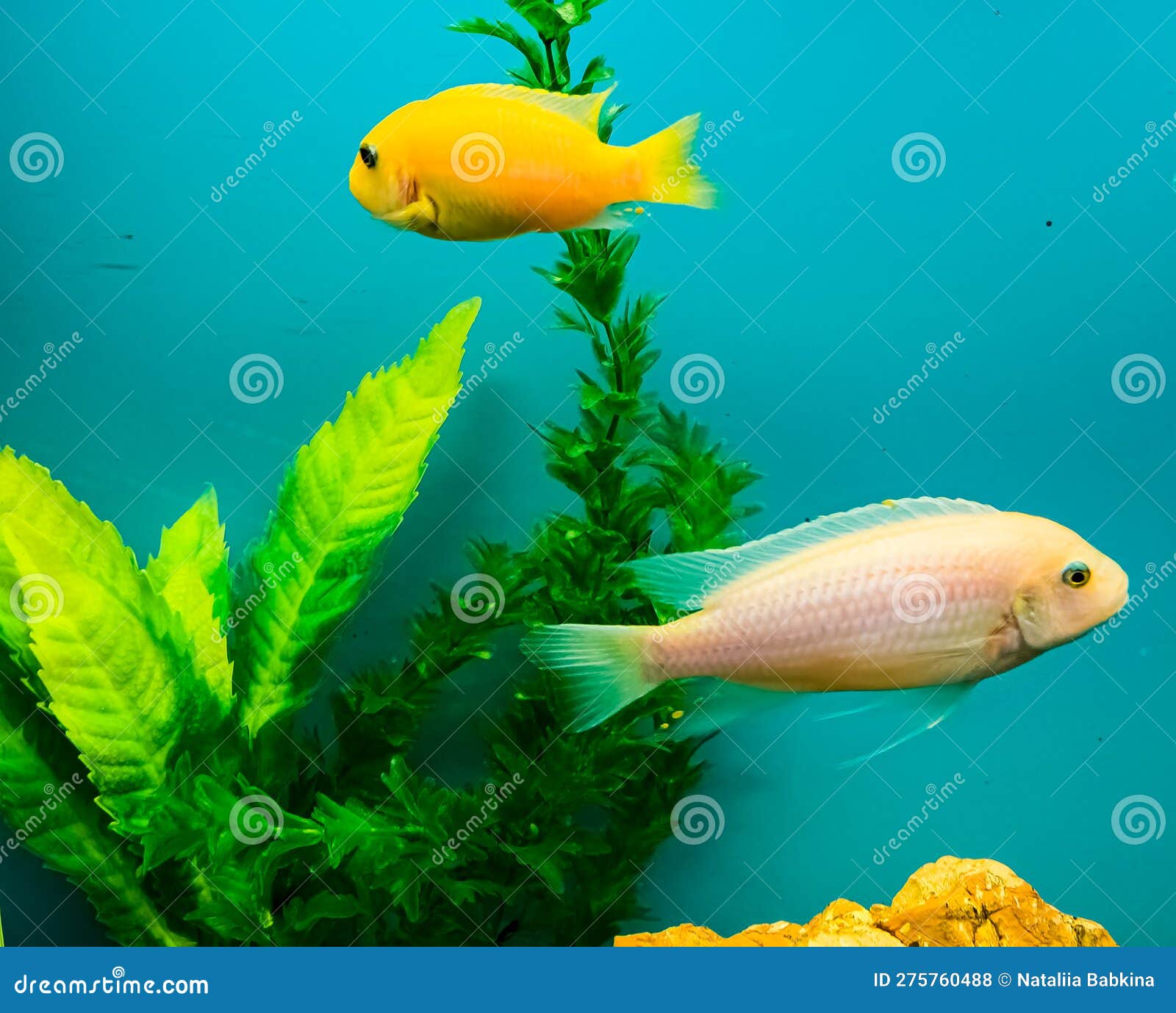 Multi-colored Bright Fish Swim in the Aquarium. Aquarium with Small ...