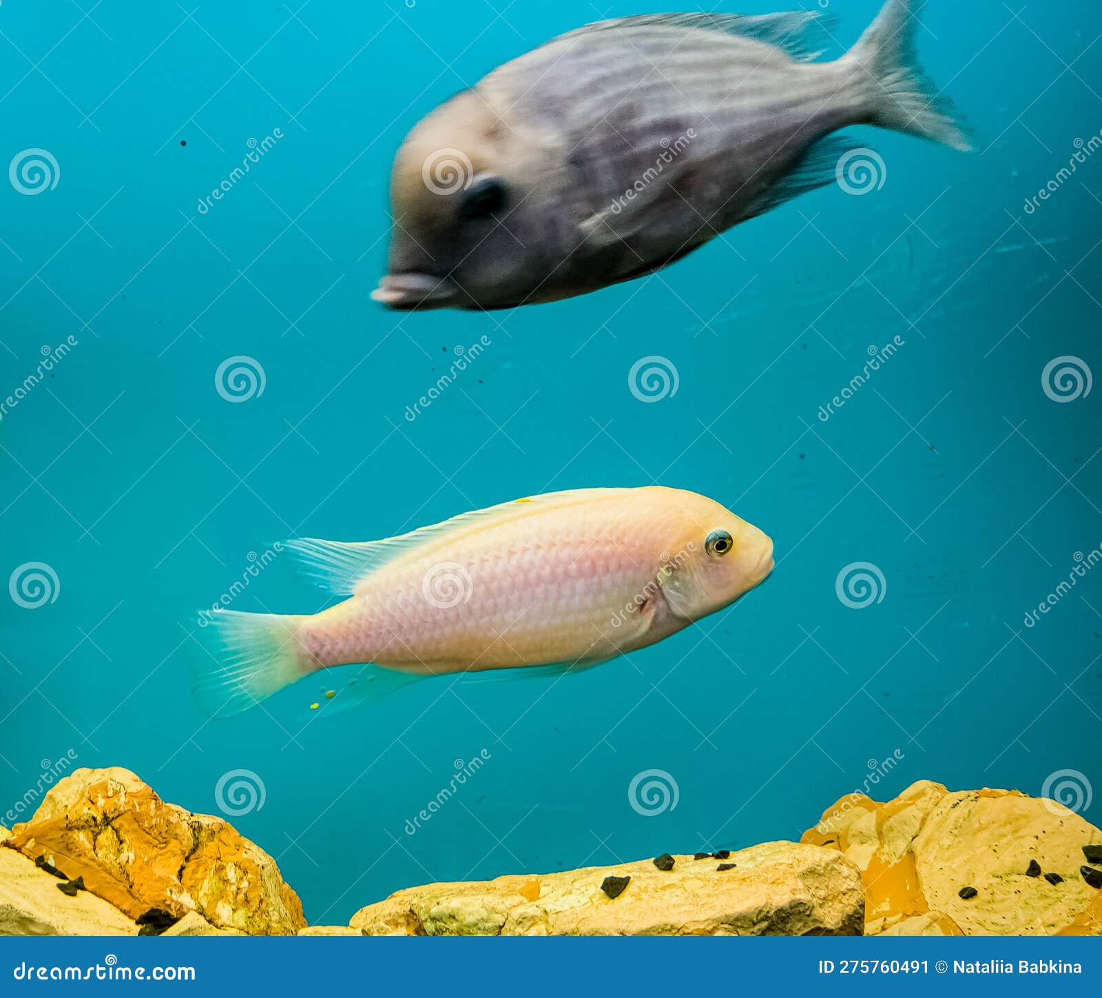 Multi-colored Bright Fish Swim in the Aquarium. Aquarium with Small ...