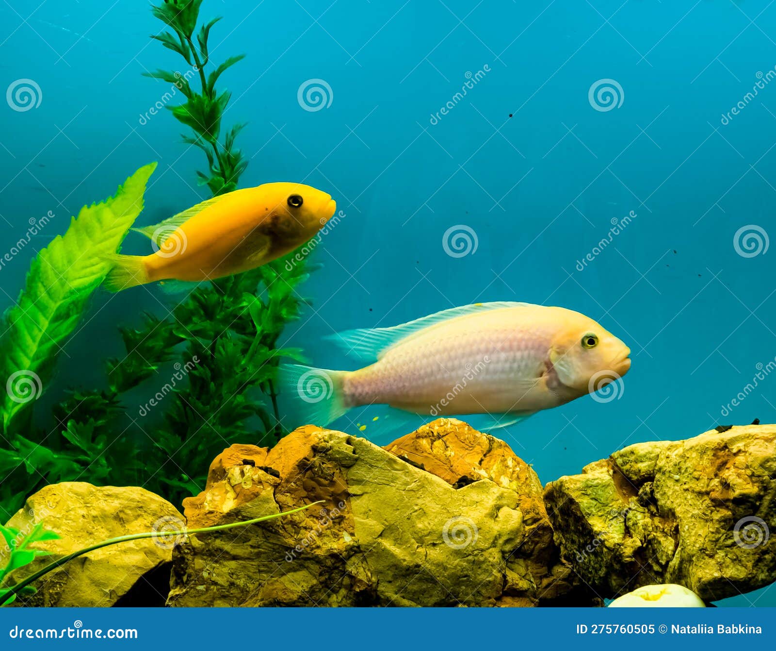 Multi-colored Bright Fish Swim in the Aquarium. Aquarium with Small ...