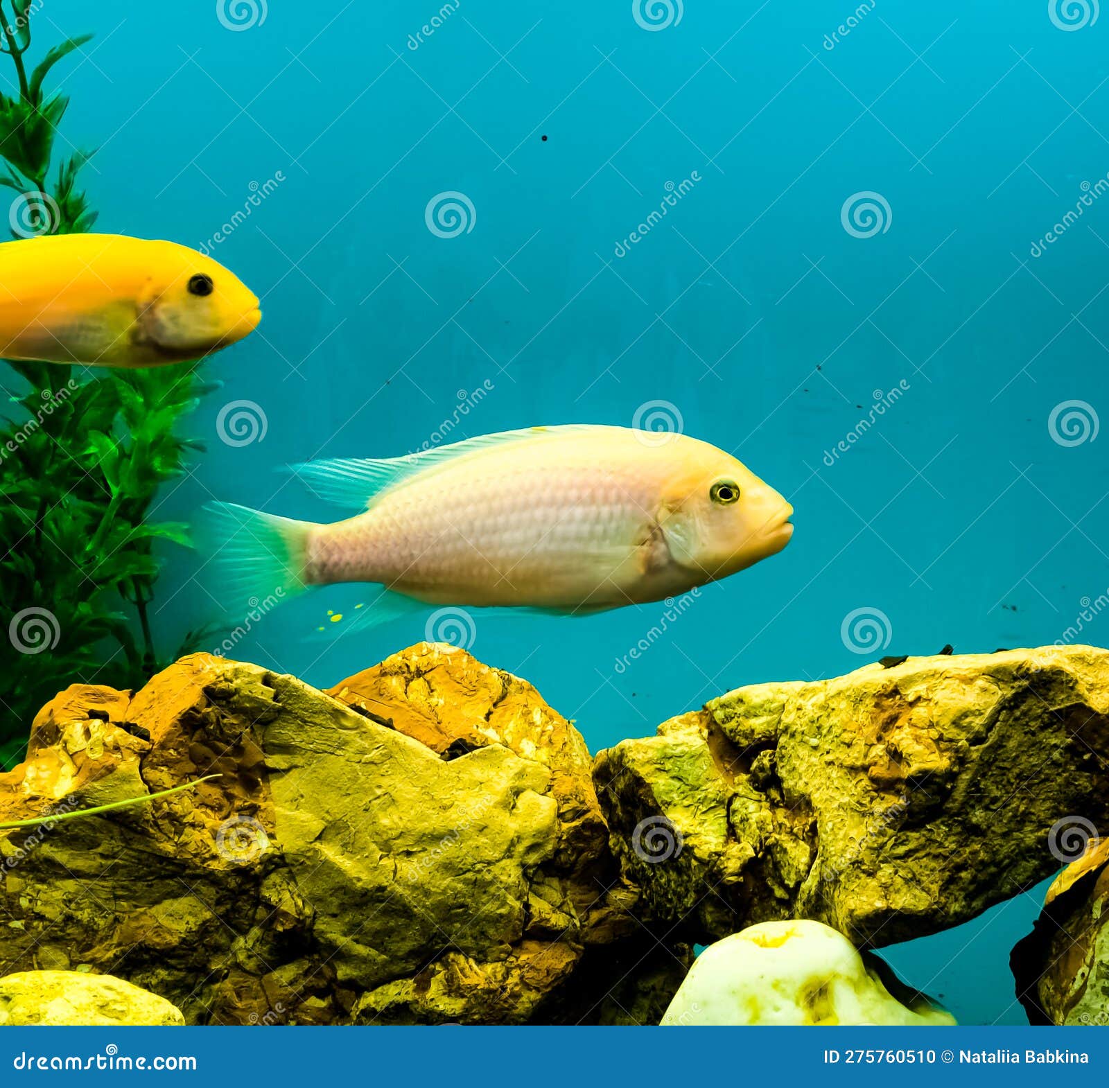 Multi-colored Bright Fish Swim in the Aquarium. Aquarium with Small ...