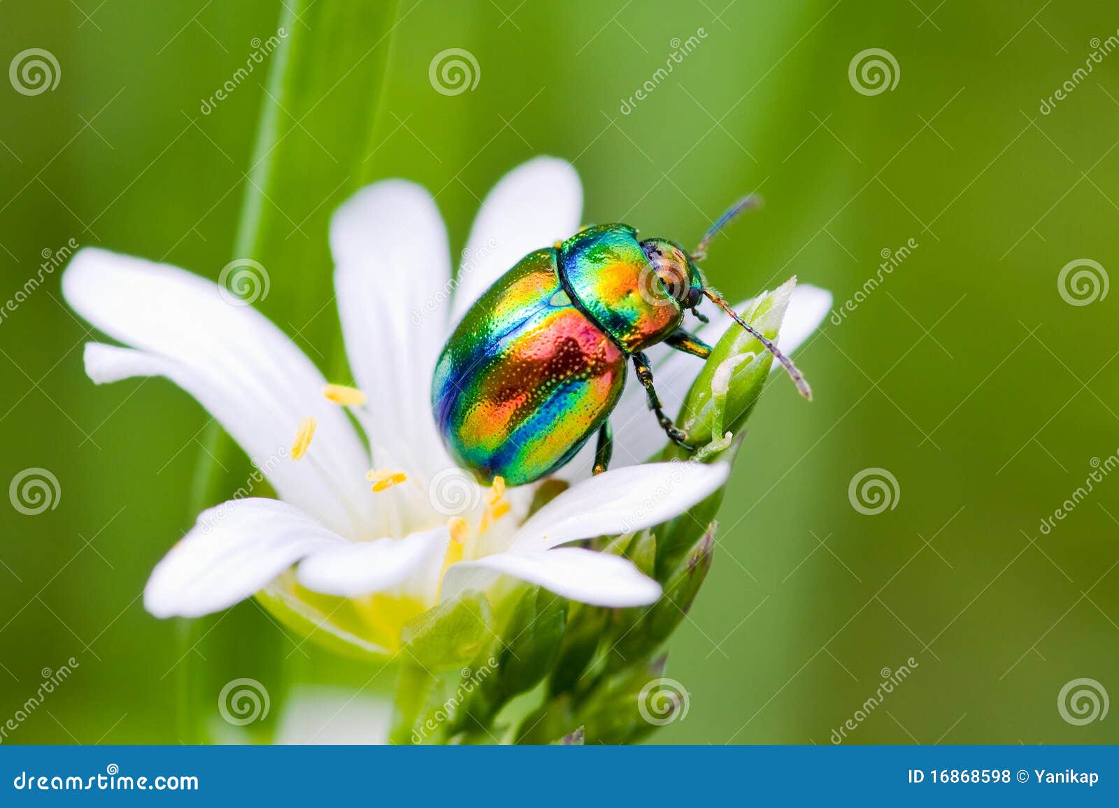 Multi-colored bug stock photo. Image of meadow, head - 16868598