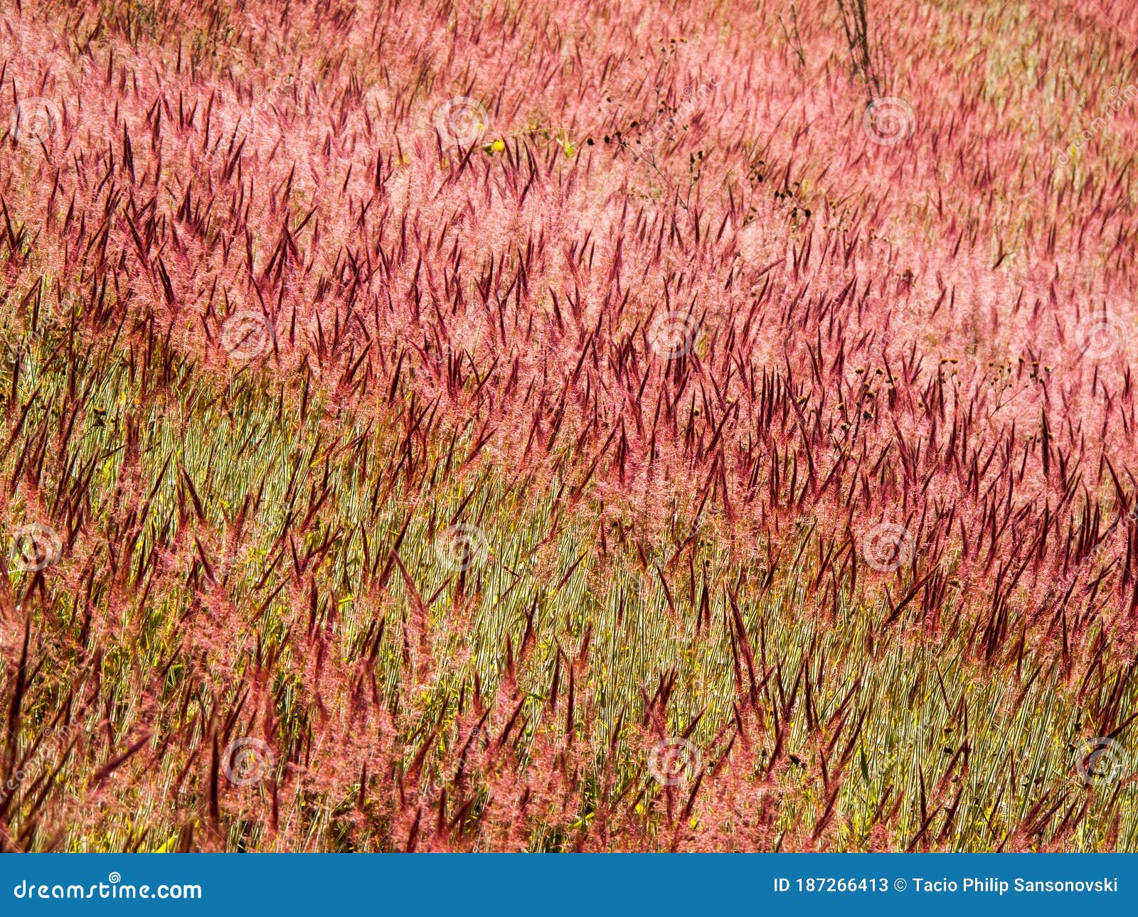 Multi Colored Bushes Pattern Stock Image - Image of nature, grass ...