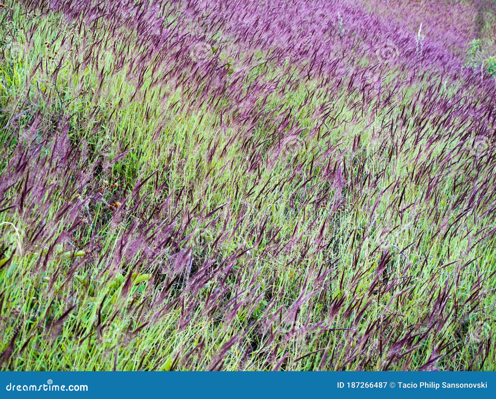 Multi Colored Bushes Pattern Stock Image - Image of colored, green ...