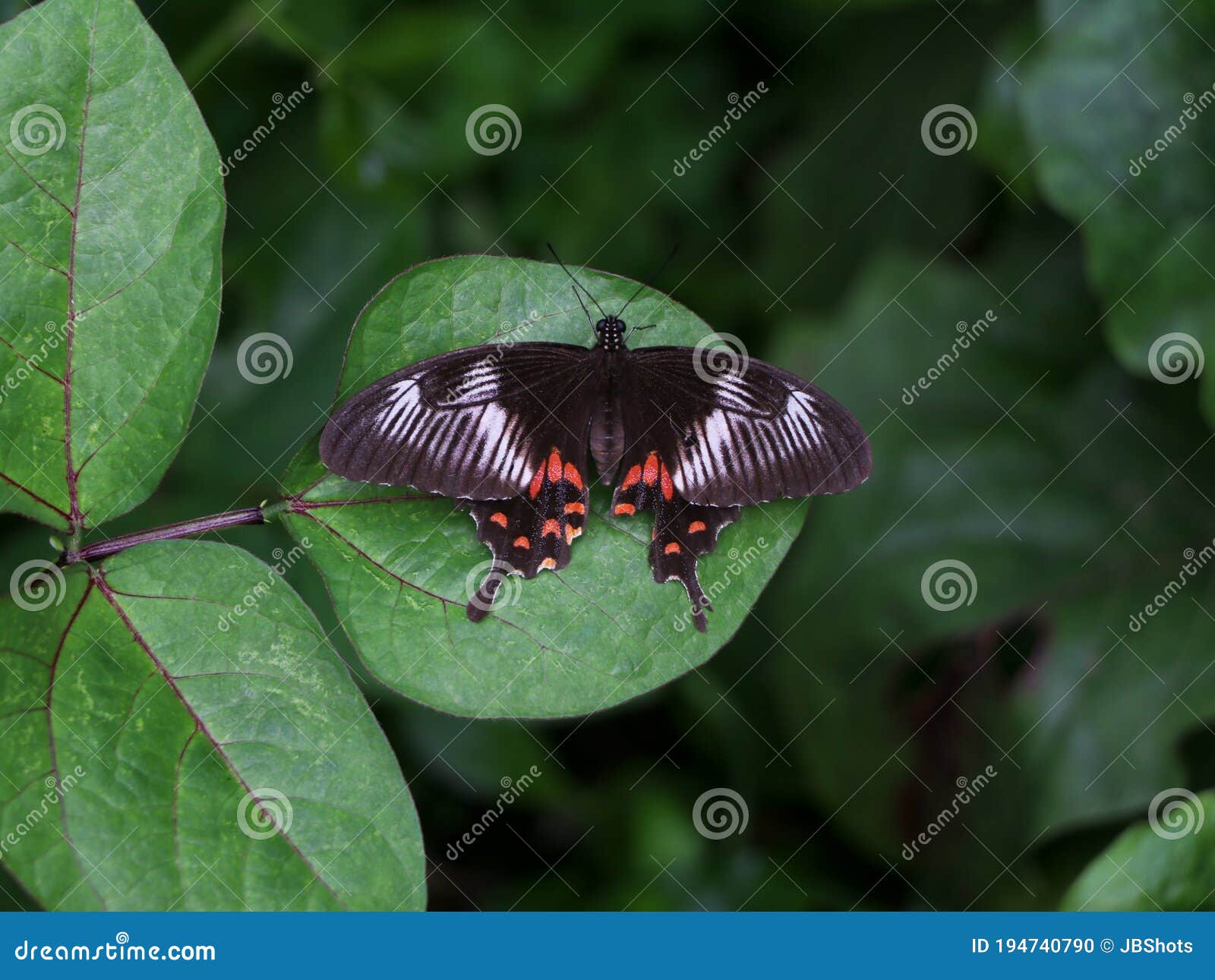 Multi Colored Butterfly on a Leaf Stock Photo - Image of colored, multi ...