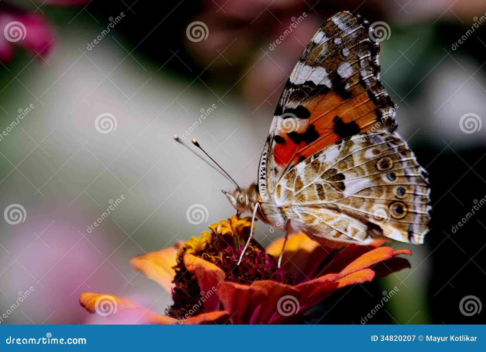 Multi colored butterfly stock image. Image of black, bright - 34820207