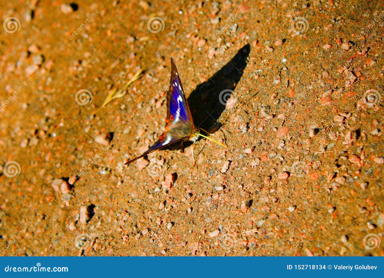 Multi-colored Butterfly and the Shadow of Wings Stock Photo - Image of ...