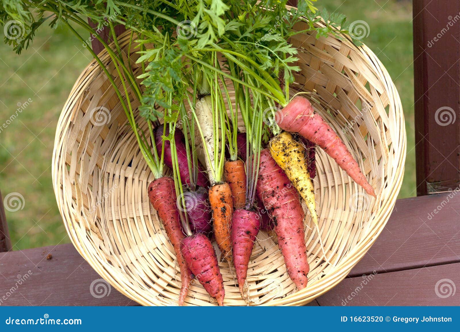 Multi colored carrots. stock photo. Image of close, harvest - 16623520