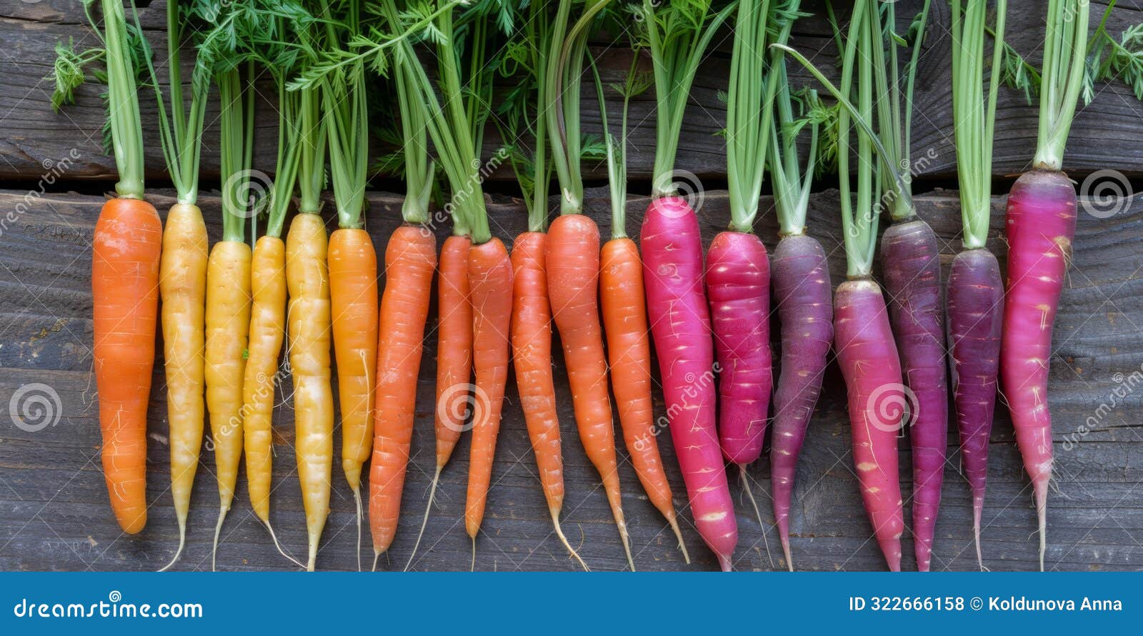 Multi-colored Carrots with Top. Gen Modified Vegetables Created with ...