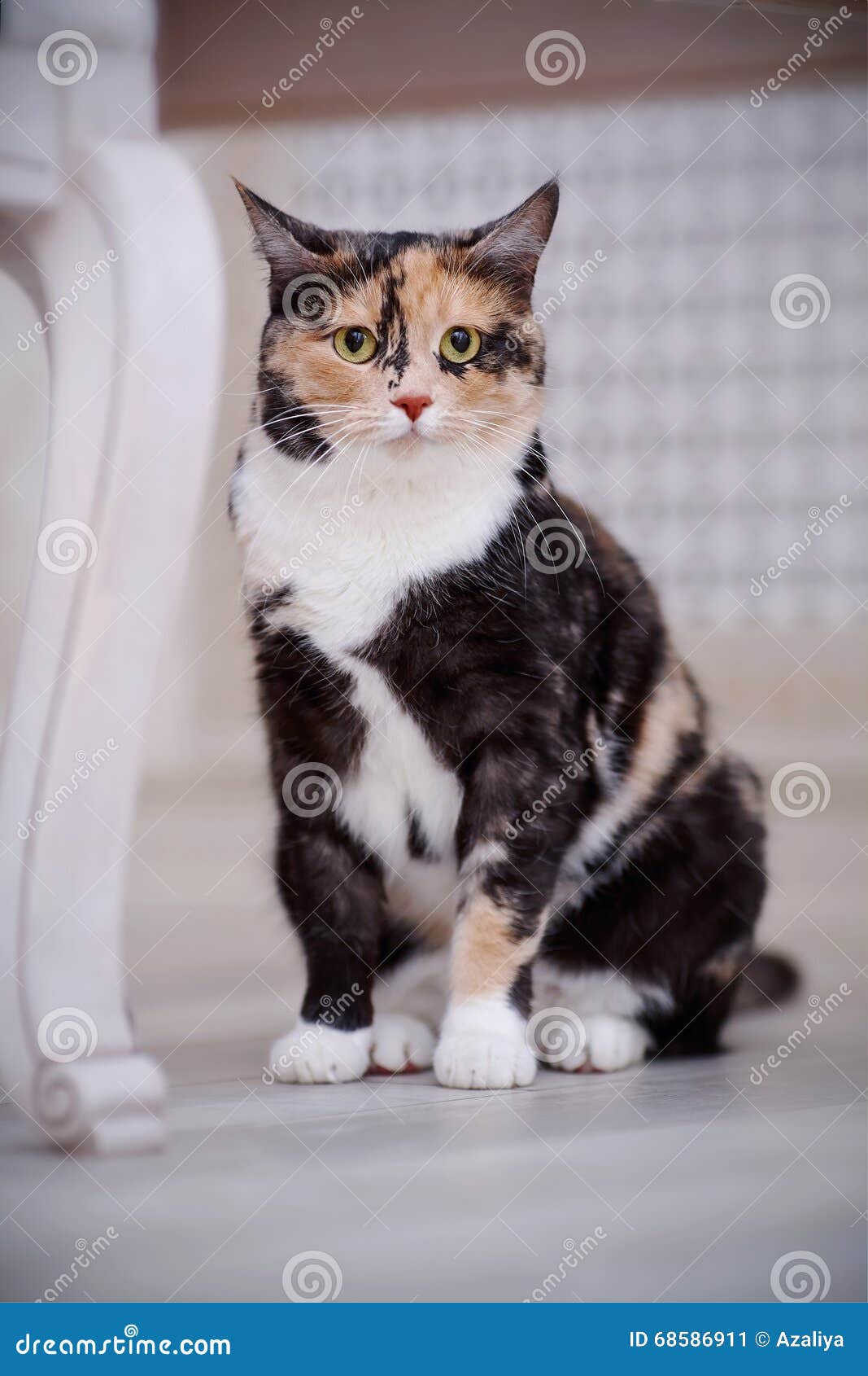 Multi-colored cat stock image. Image of feline, kitty - 68586911