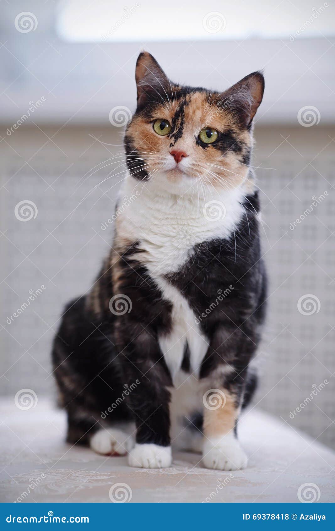 Multi-colored cat sits stock photo. Image of shorthair - 69378418