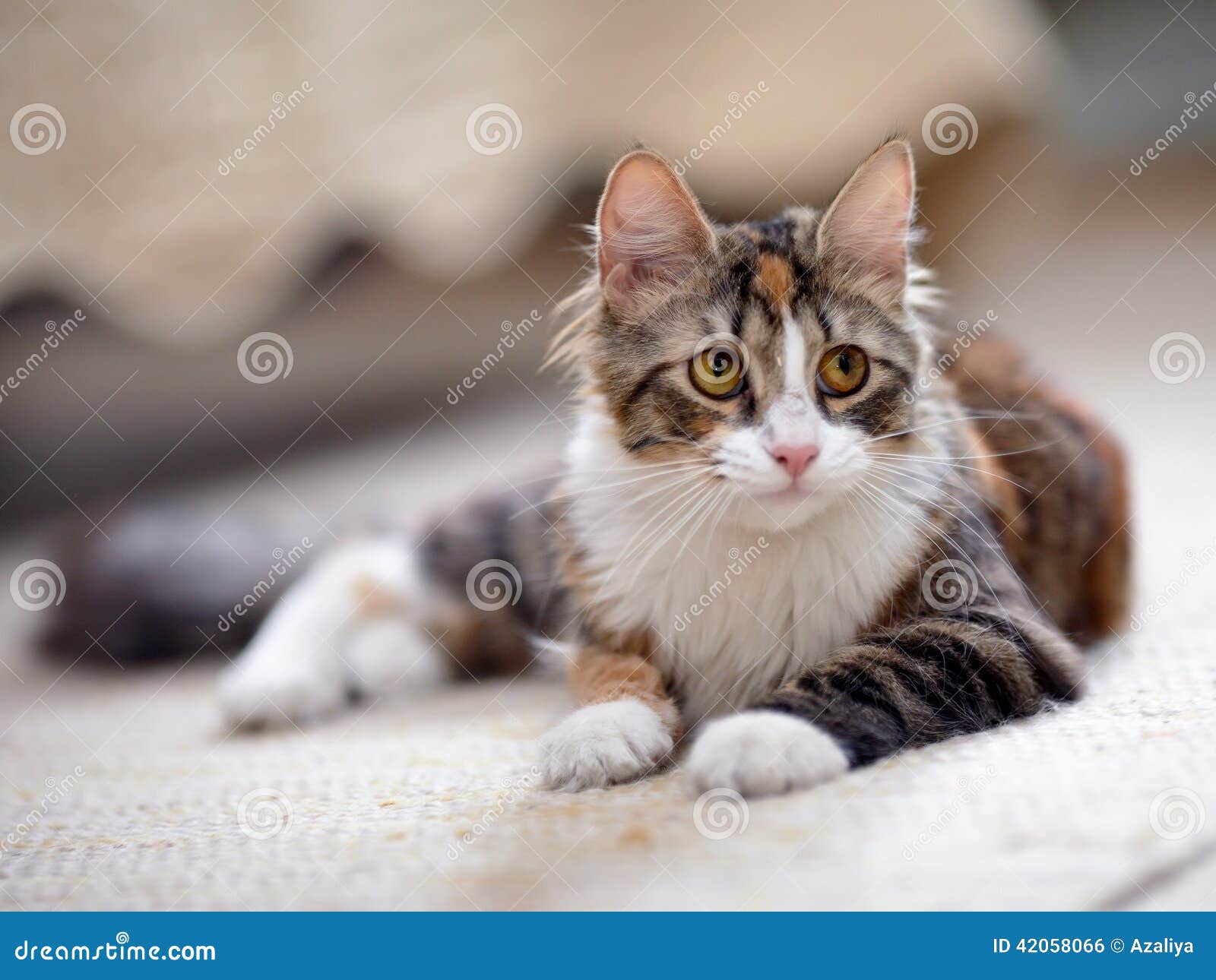 Multi-colored Cat with Yellow Eyes. Stock Photo - Image of tabby, gray ...