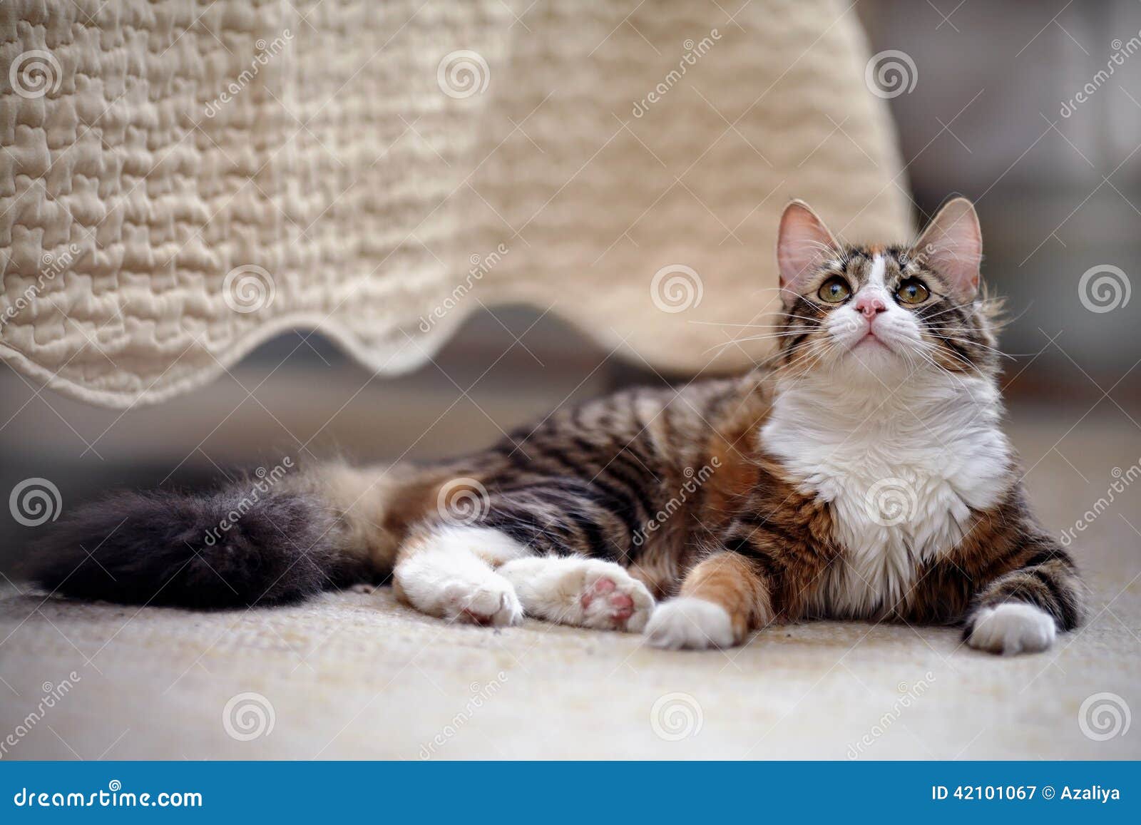Multi-colored cat stock image. Image of beauty, striped - 42101067