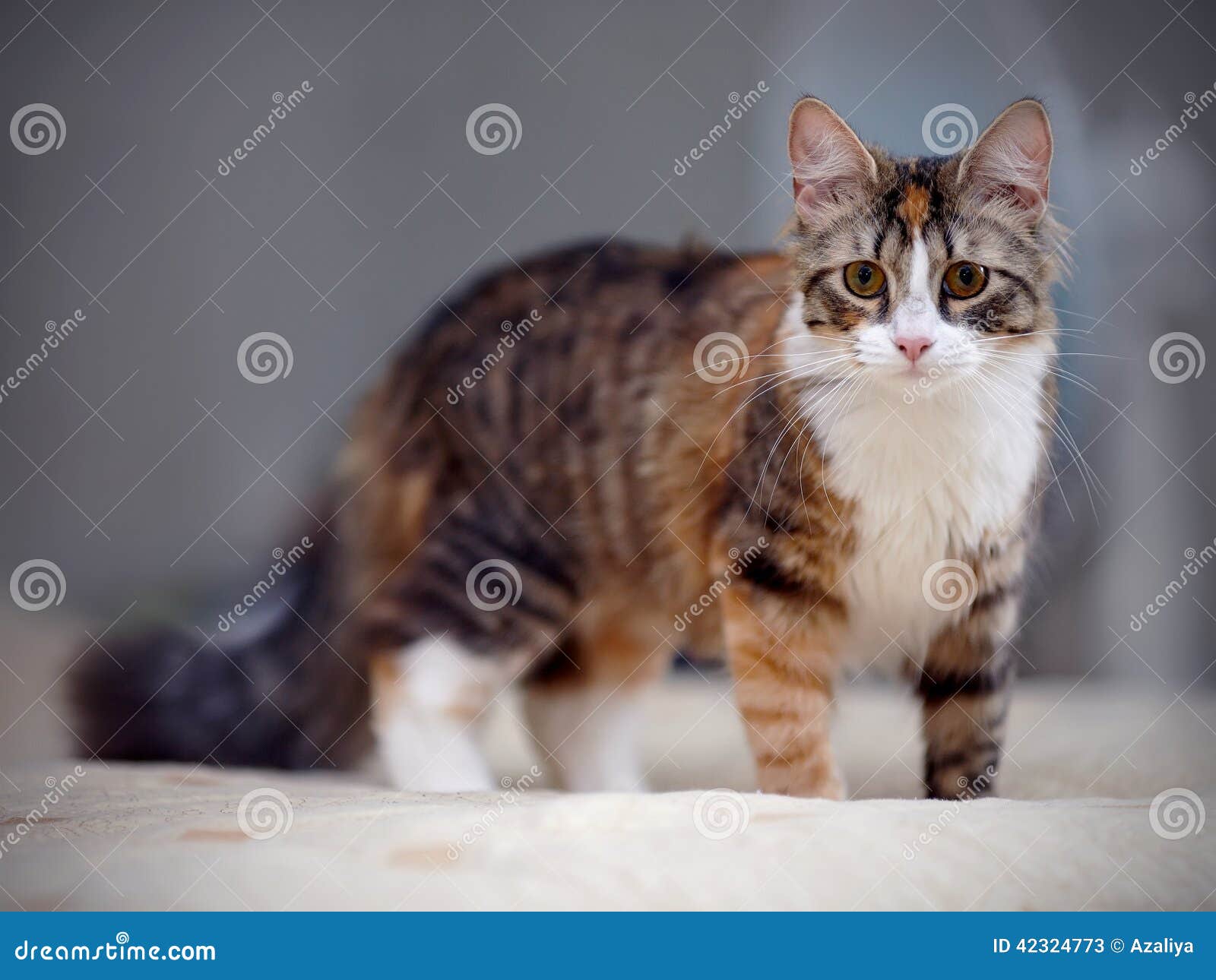Multi-colored cat stock image. Image of kitten, purebred - 42324773