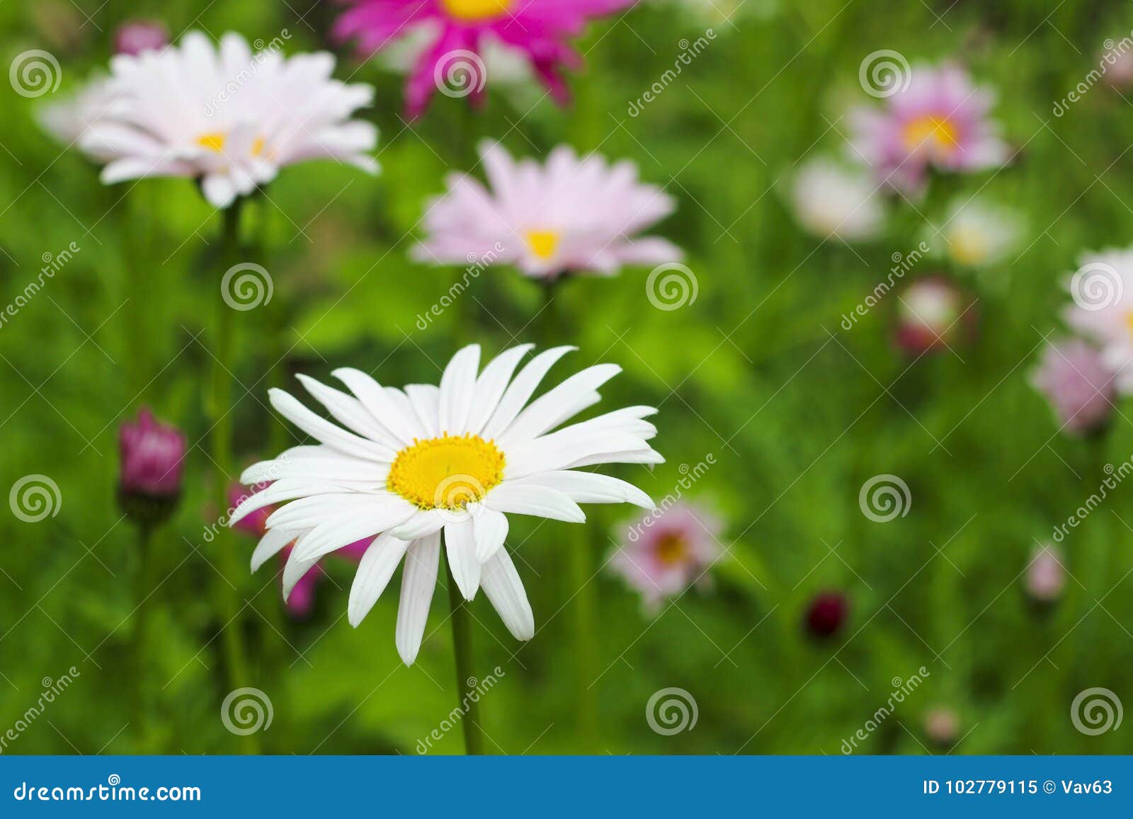 Chamomile stock image. Image of color, grow, bloom, organic - 102779115