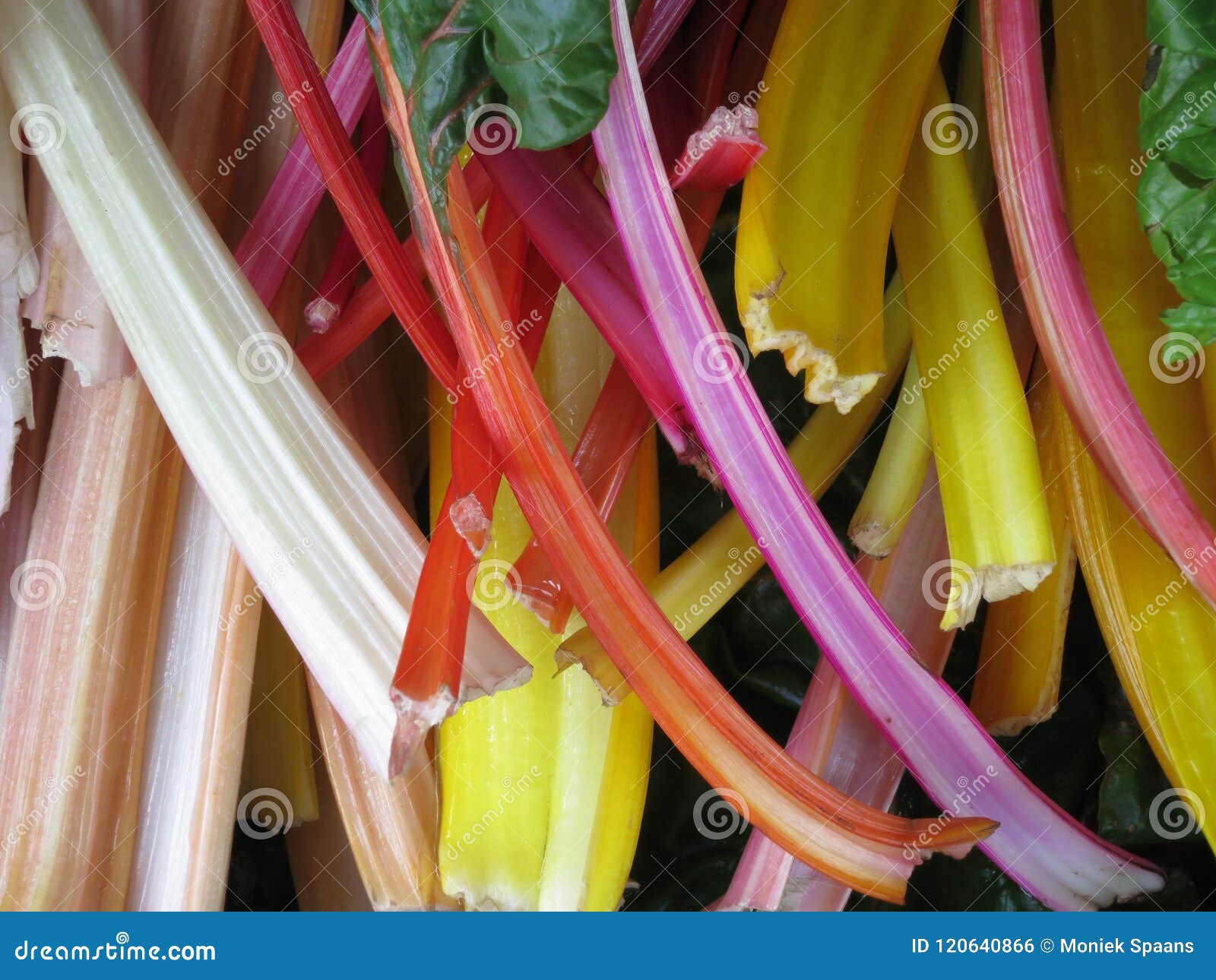 Multi Colored Chard or Silverbeet Stock Photo - Image of colored ...