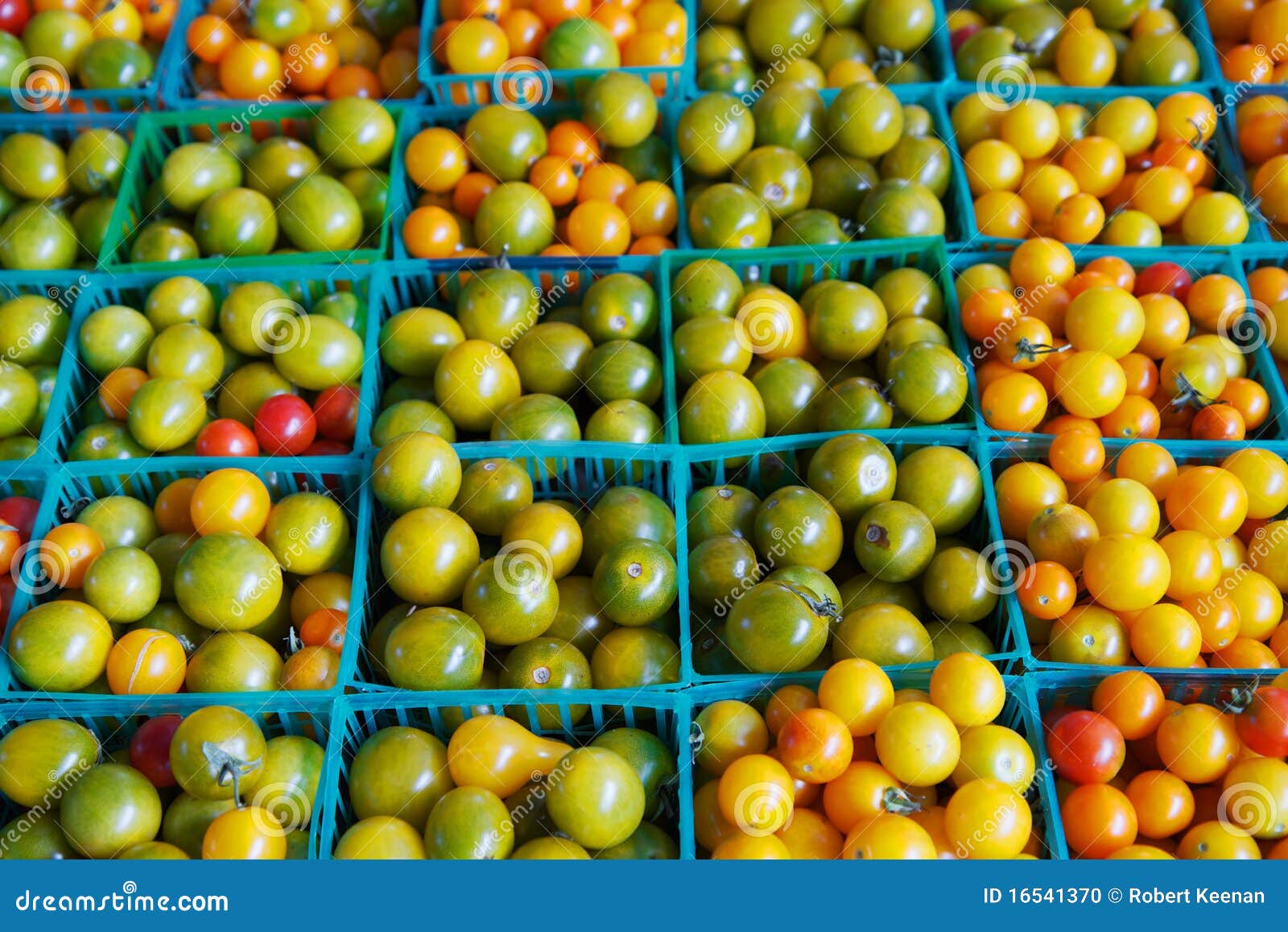 Multi-colored Cherry Tomatoes Stock Photo - Image of farmer, nature ...