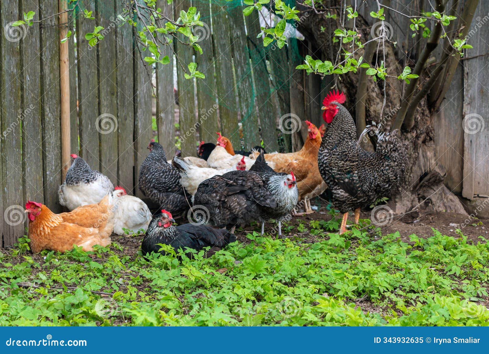 Multi-colored Chickens Walk on the Farm Against the Background of Green ...