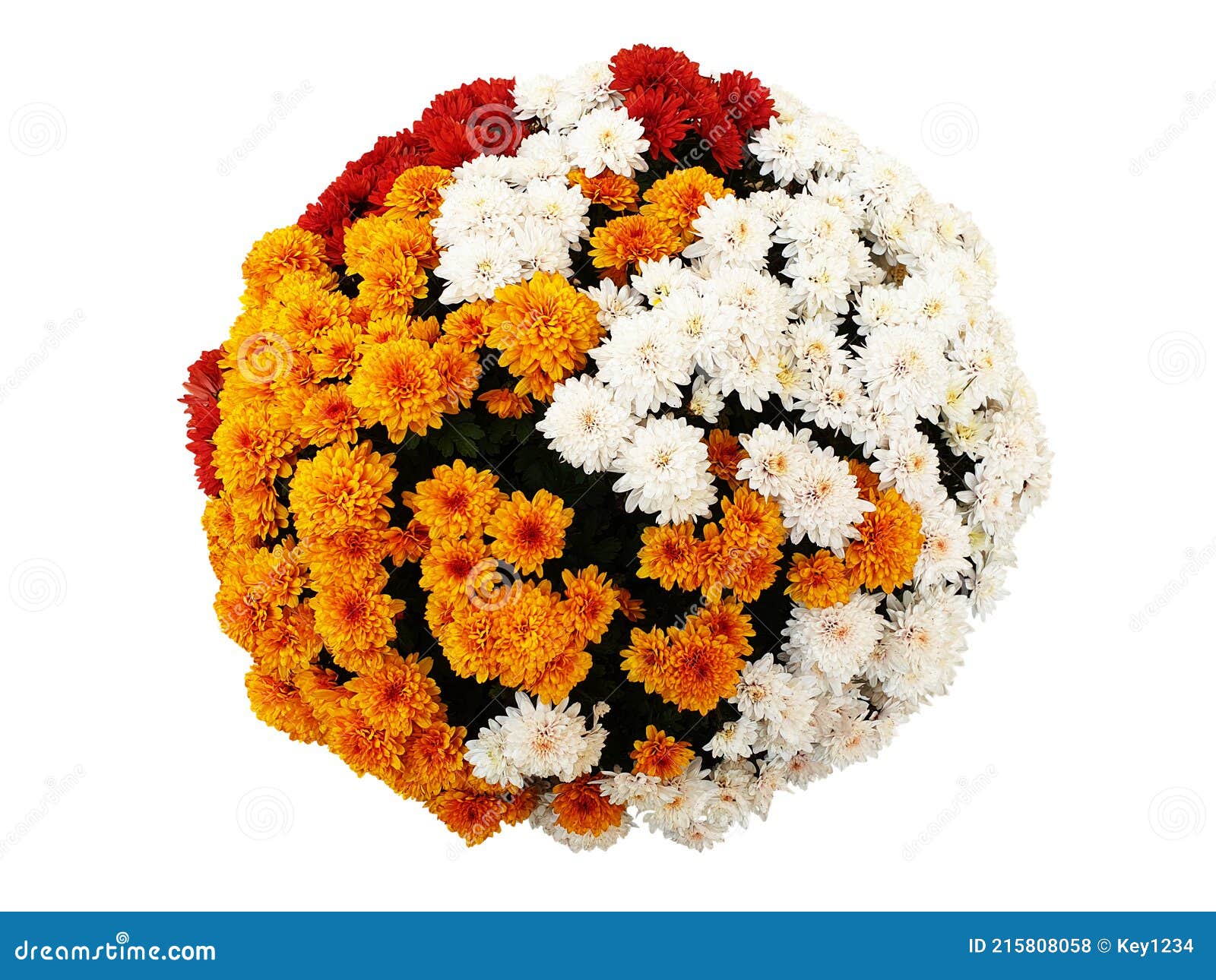 Multi-colored Chrysanthemum Flower Ball. Stock Photo - Image of ...