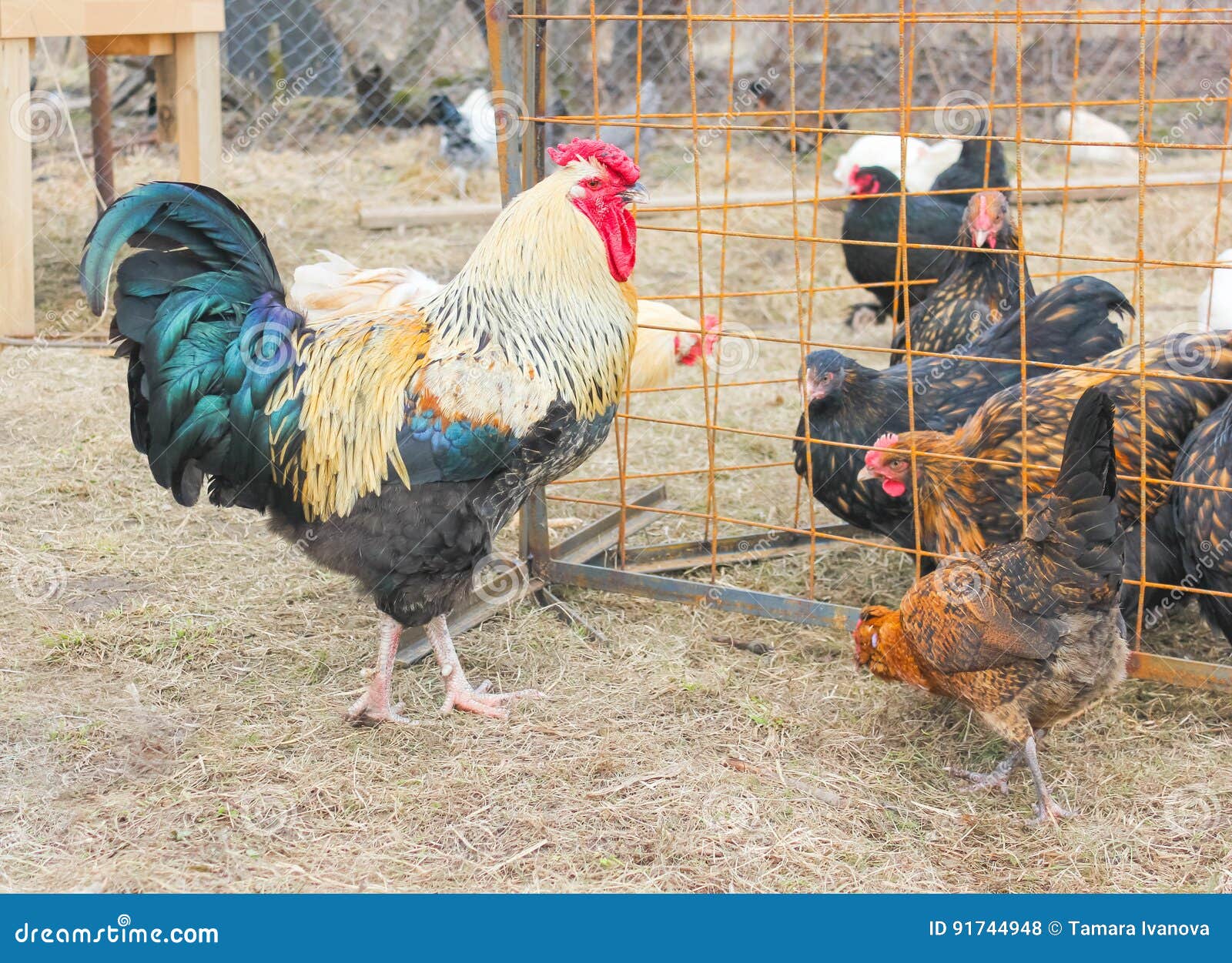 Multi-colored Goes in the Free-range Mini Chicken Farm. Stock Photo ...