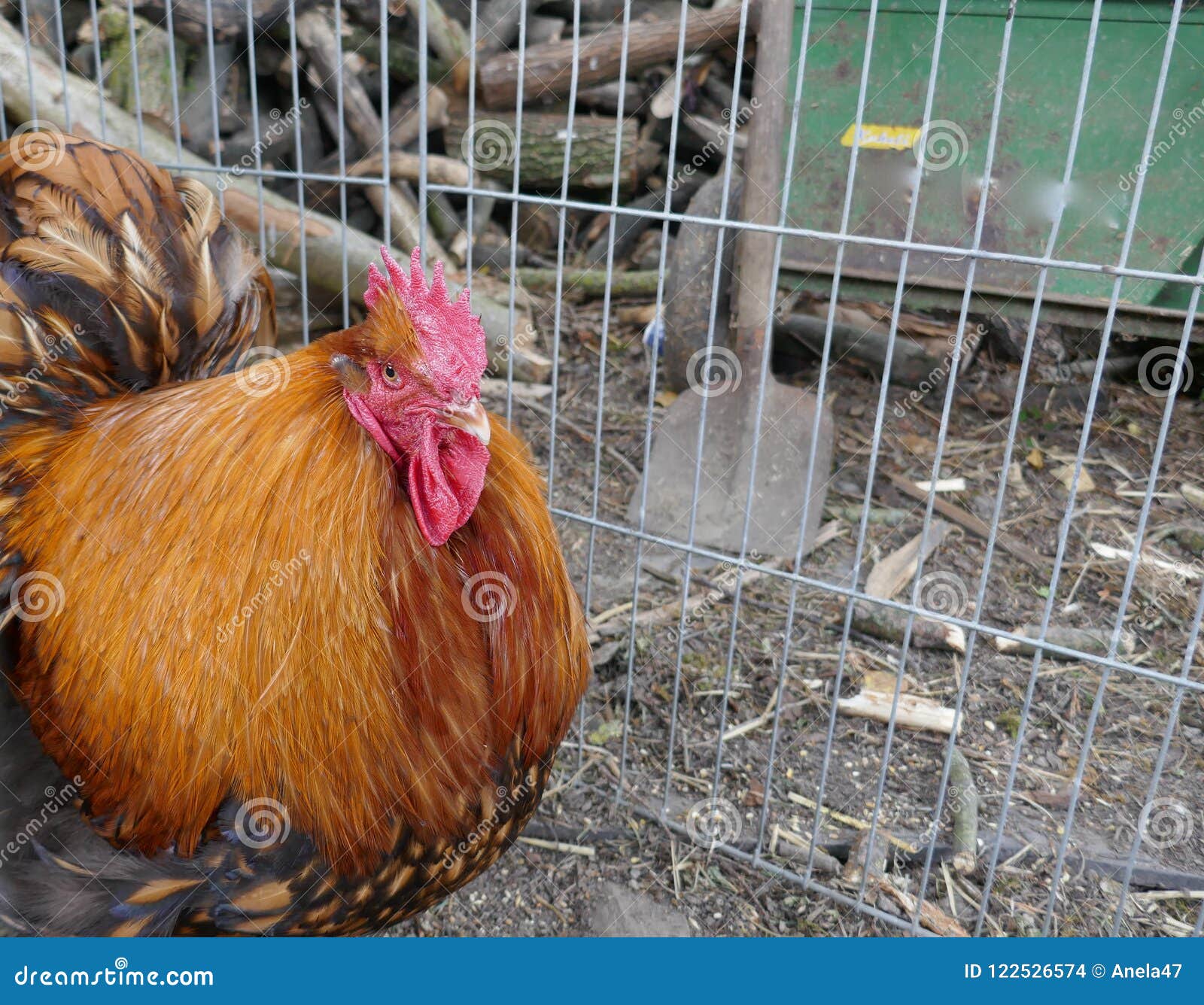 A Multi-colored Rooster Stands in a Cage Stock Photo - Image of single ...