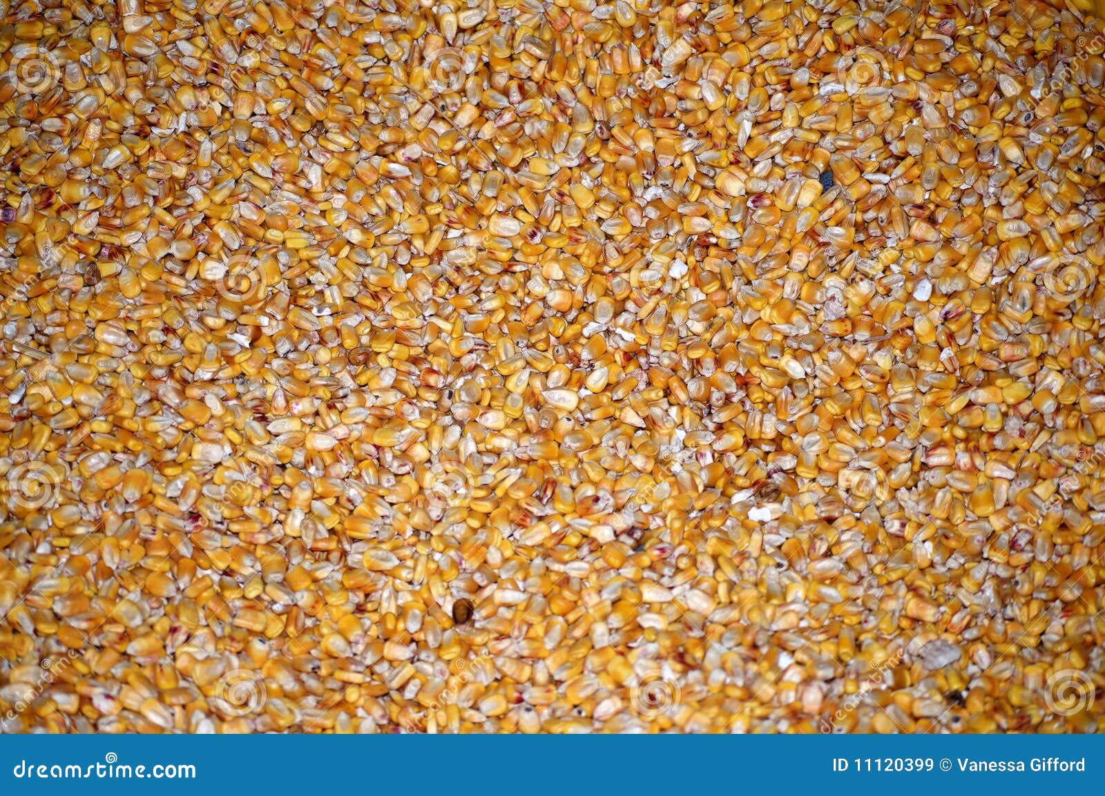 Multi colored corn stock image. Image of harvest, holiday - 11120399