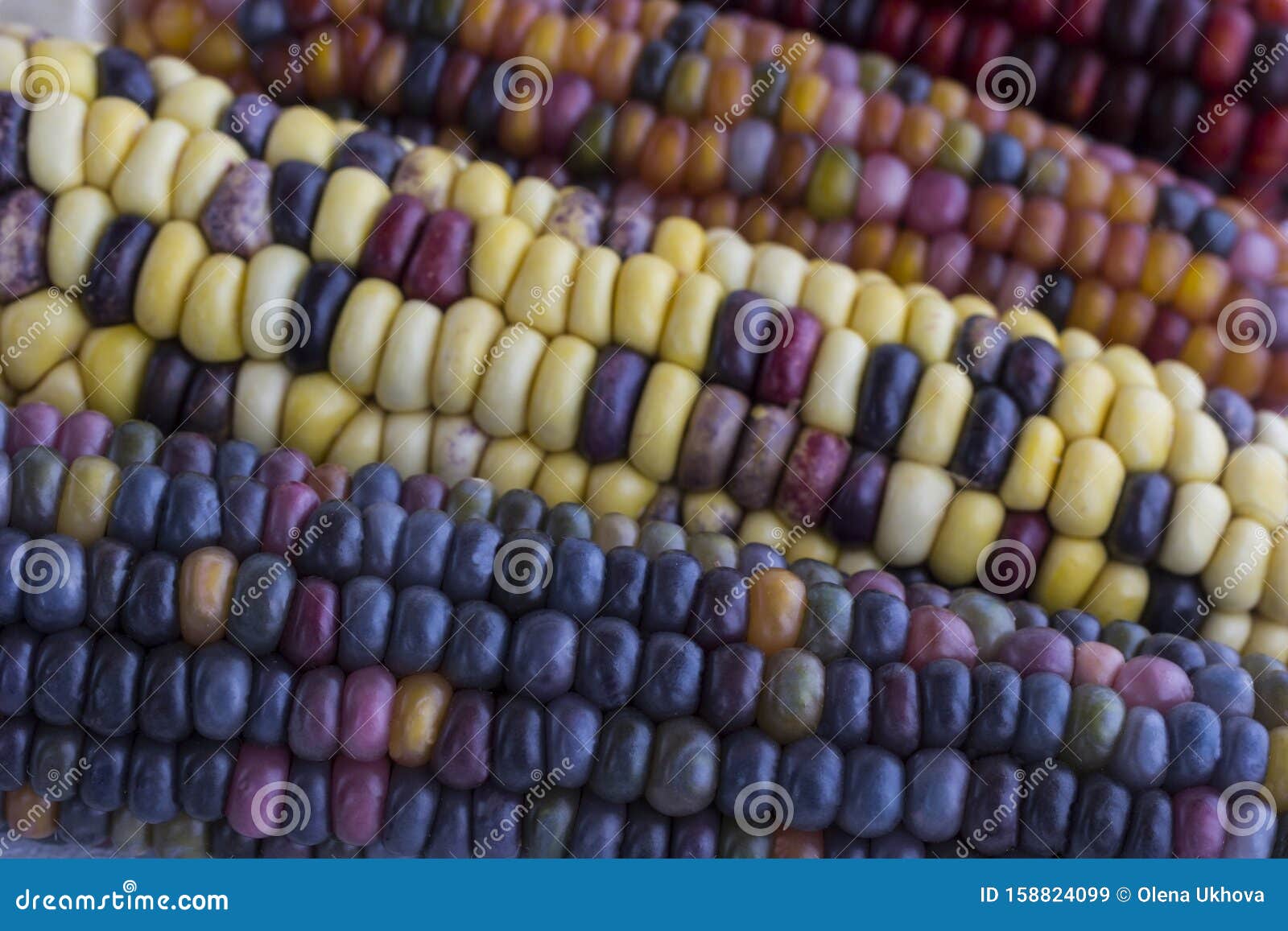 Multi-colored Corn on the Cob Close-up Stock Image - Image of autumn ...