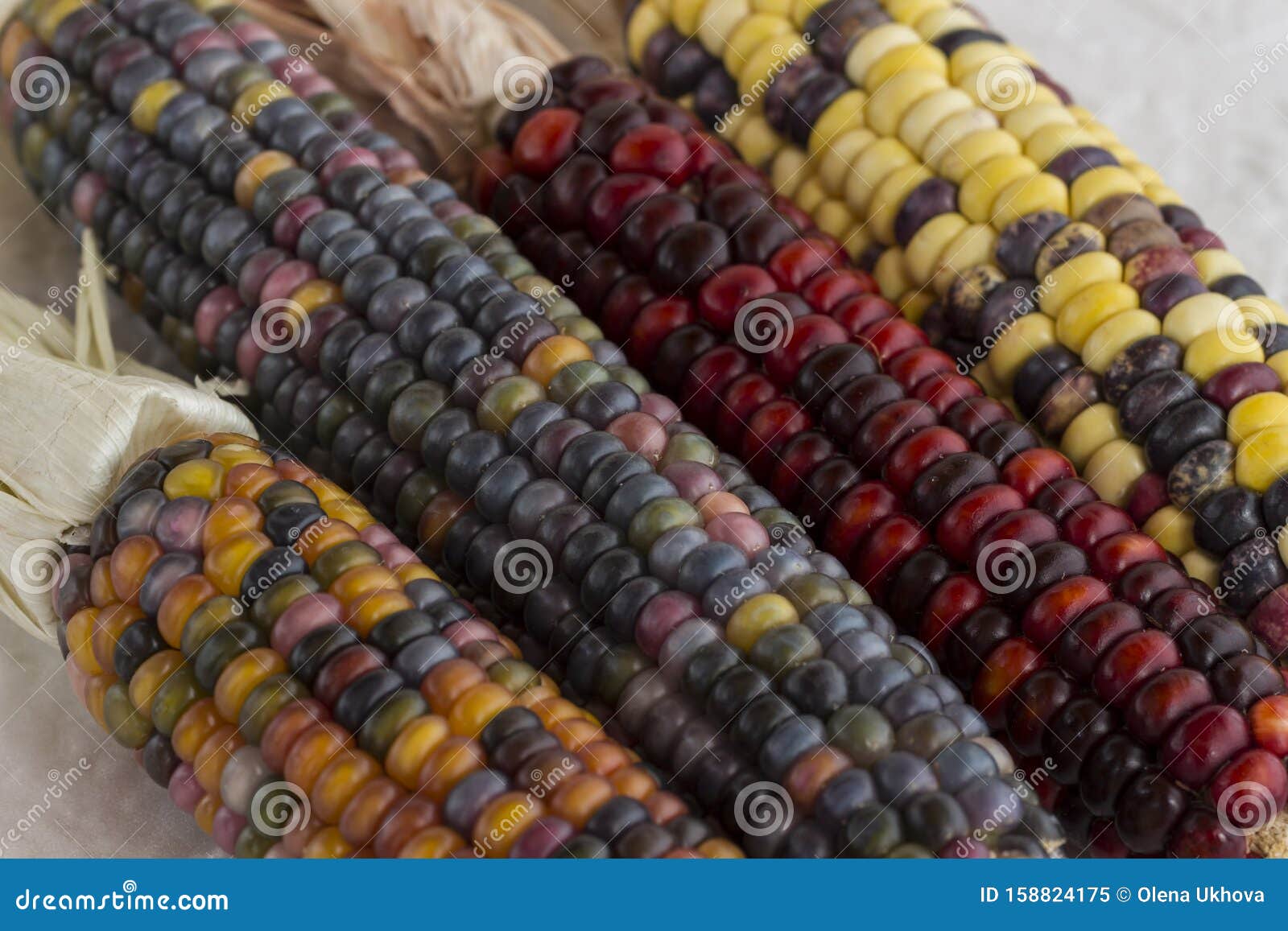 Multi-colored Corn on the Cob Close-up Stock Image - Image of ...