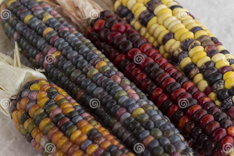 Multi-colored Corn on the Cob Close-up Stock Image - Image of ...