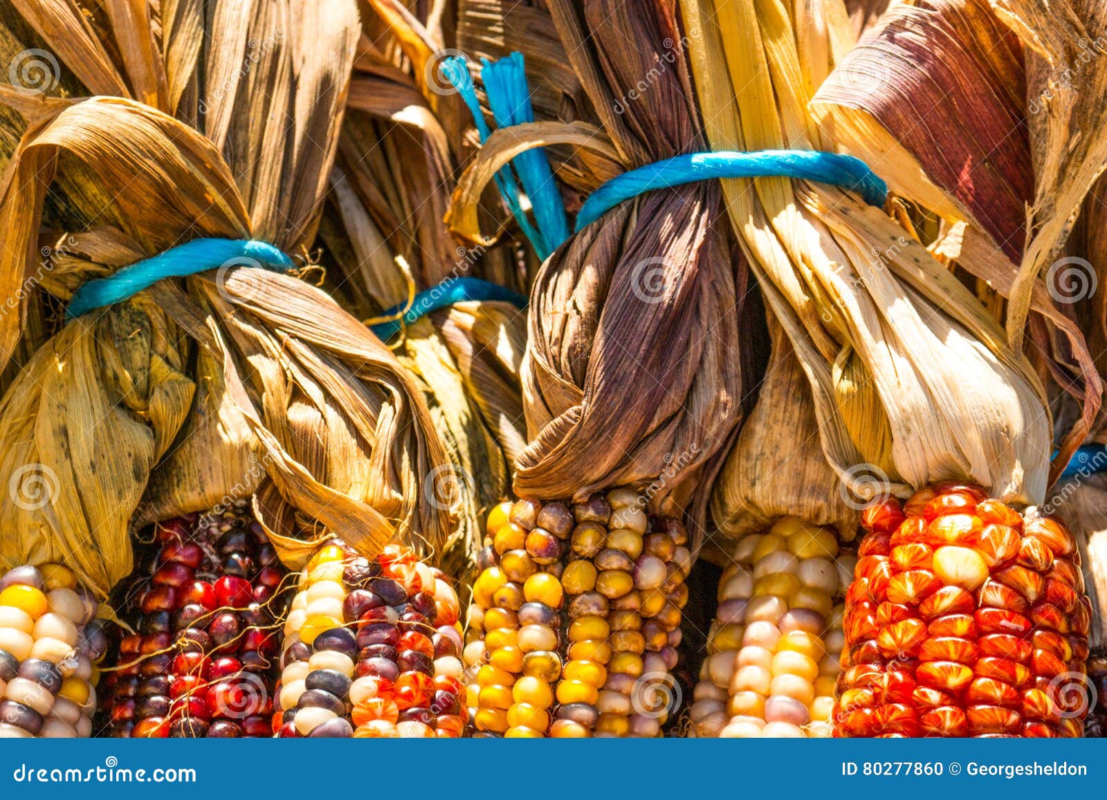 Multi-colored Corn for Sale Stock Photo - Image of fall, farmer: 80277860