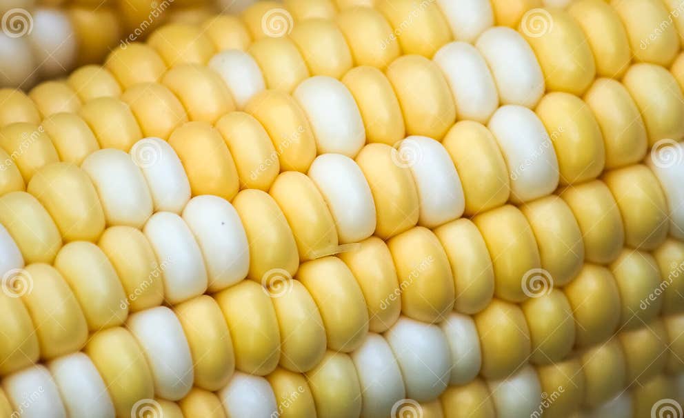 Multi Colored Corns on the Cob Stock Image - Image of harvest, ripe ...
