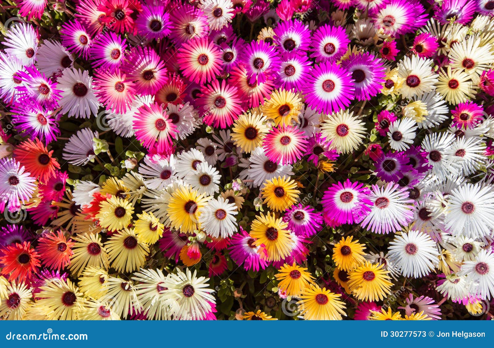 Flower Bed of Sunlit Livingstone Daisies Stock Image - Image of spring ...