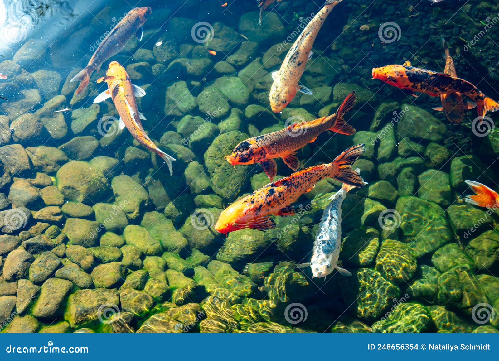 Multi-colored Exotic Fish in the Pond Stock Photo - Image of nature ...