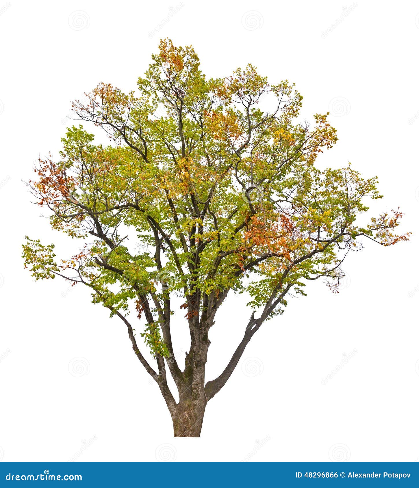 Multi Colored Fall Isolated Tree Stock Photo - Image of white, plant ...
