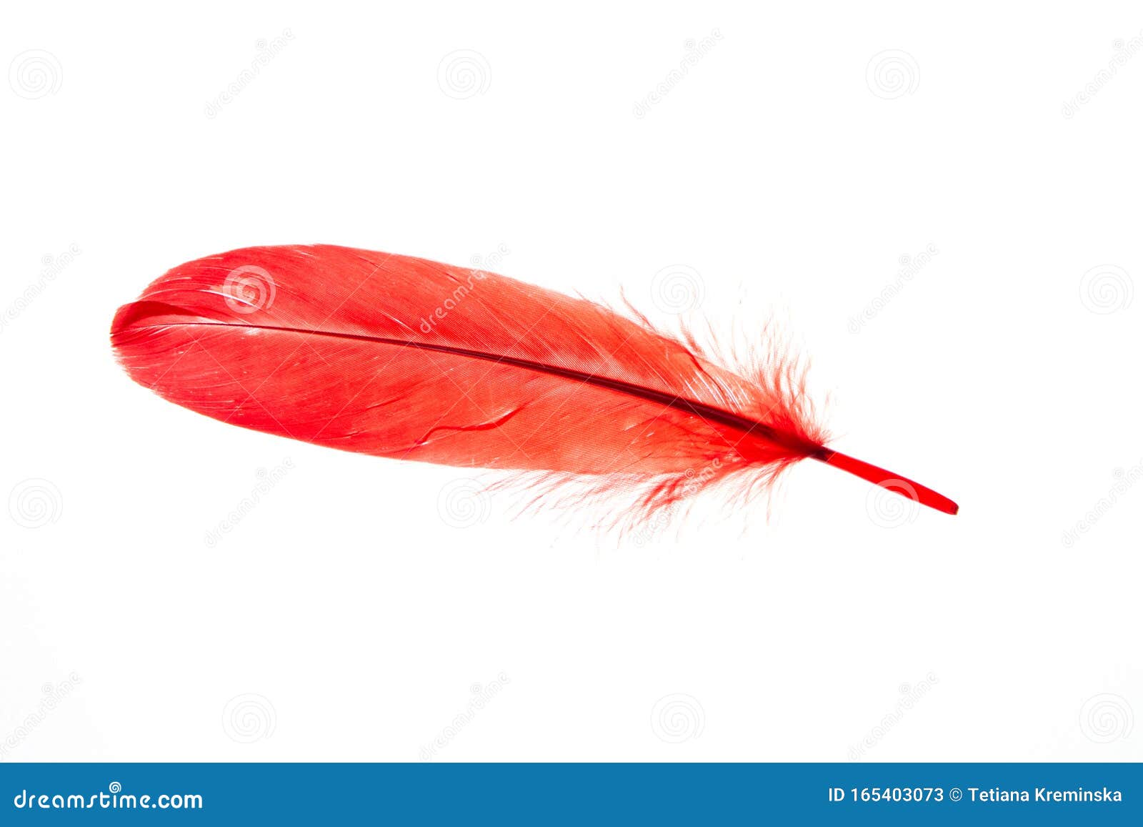 Multi-colored Feathers Isolated on a White Background. Trendy Colors ...