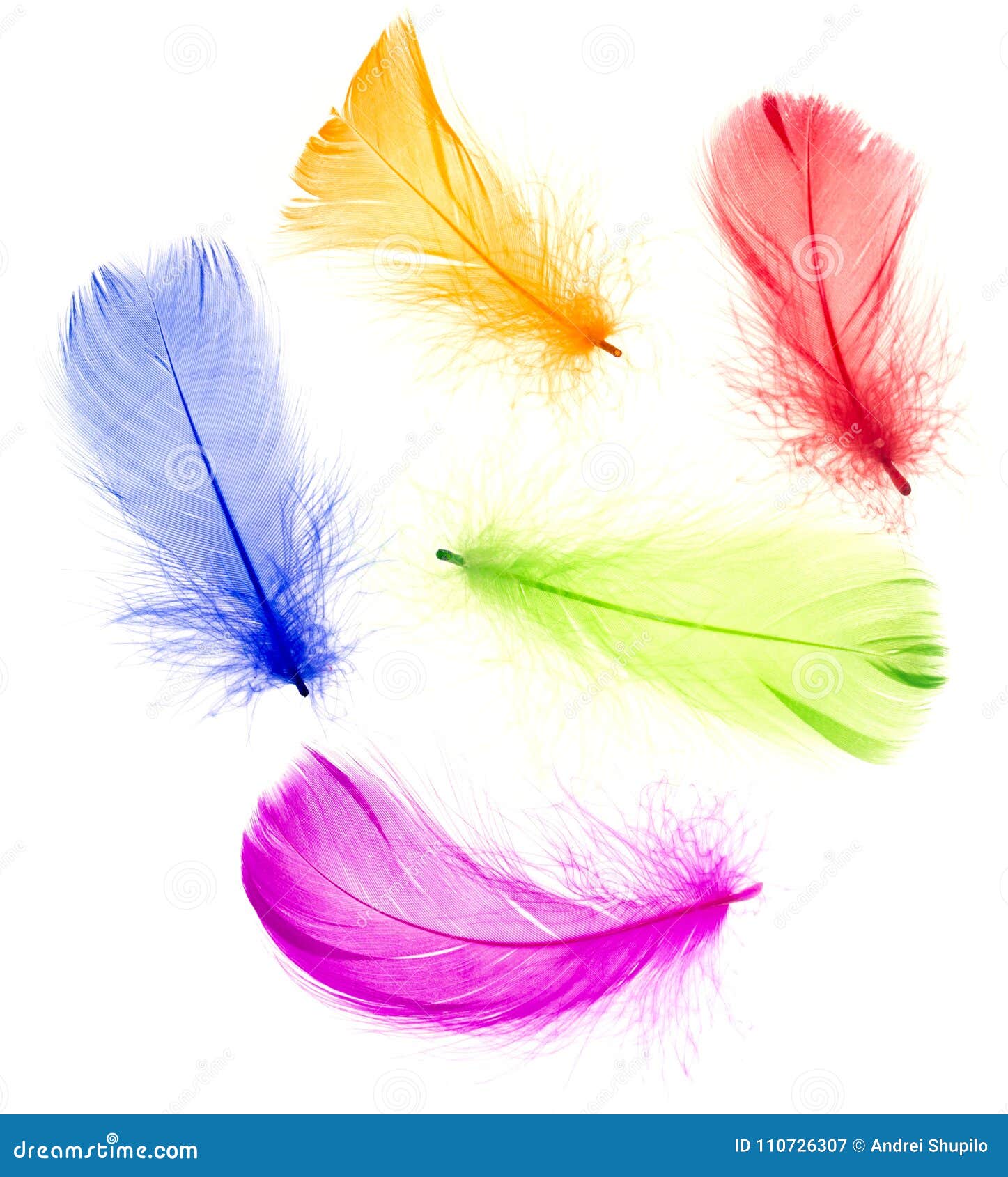 Multi-colored Feathers on a White Background Stock Image - Image of ...