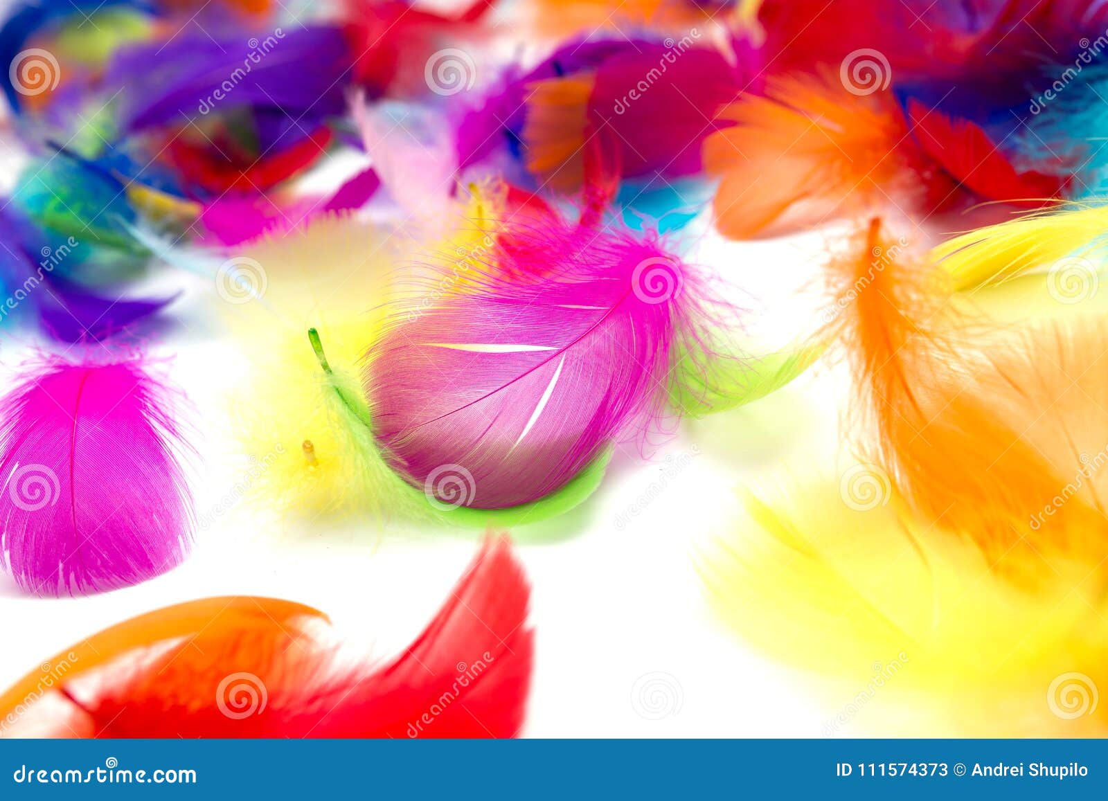 Multi-colored Feathers on a White Background Stock Image - Image of ...