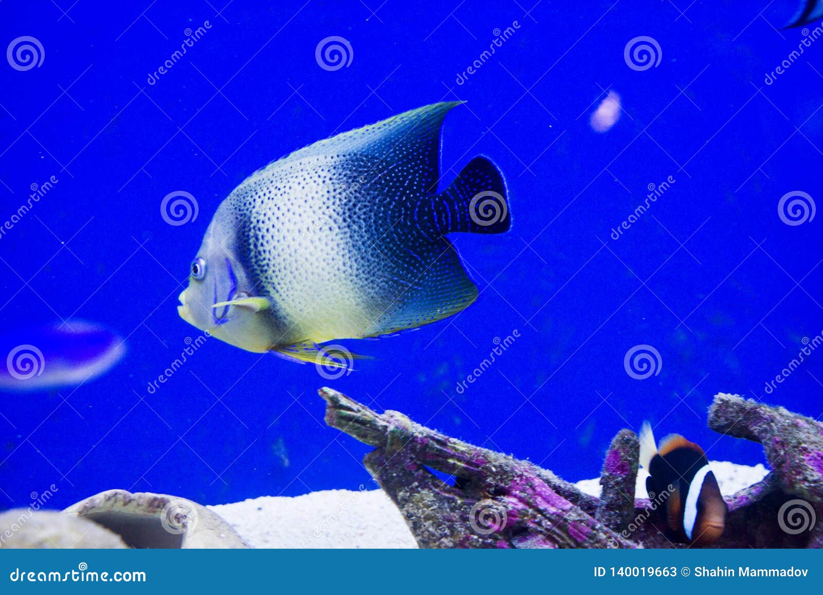 Multi Colored Fish of Different Breeds Swims in the Aquarium Stock ...