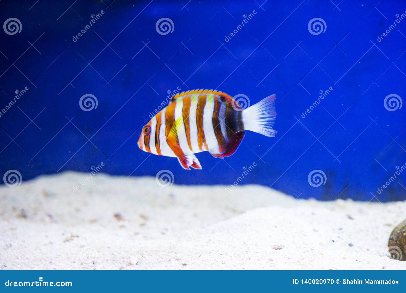 Multi Colored Fish of Different Breeds Swims in the Aquarium Stock ...