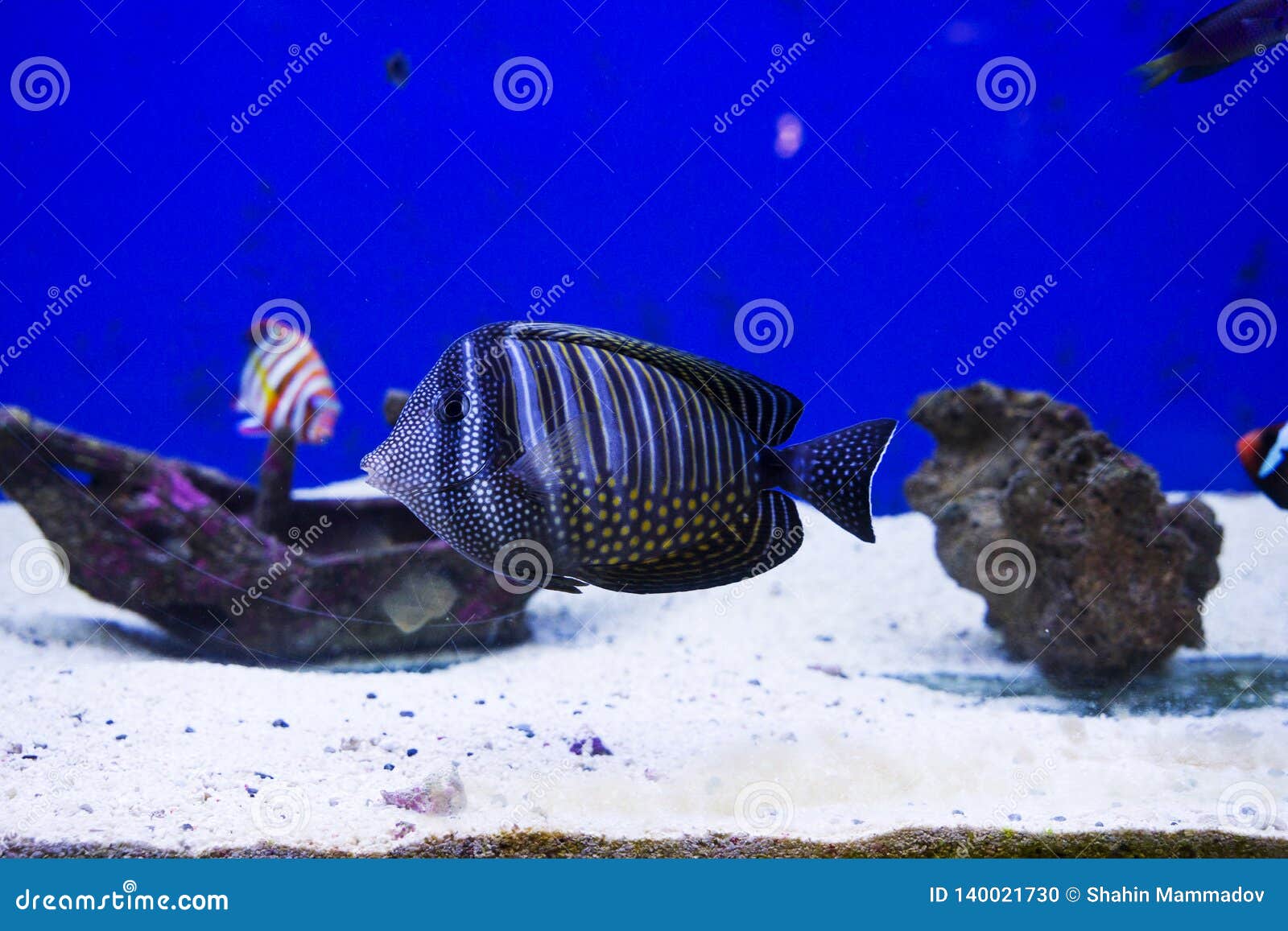Multi Colored Fish of Different Breeds Swims in the Aquarium Stock ...