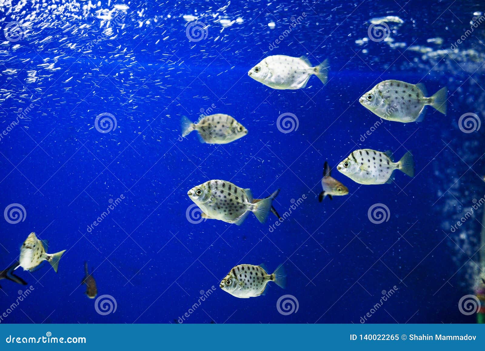 Multi Colored Fish of Different Breeds Swims in the Aquarium Stock ...