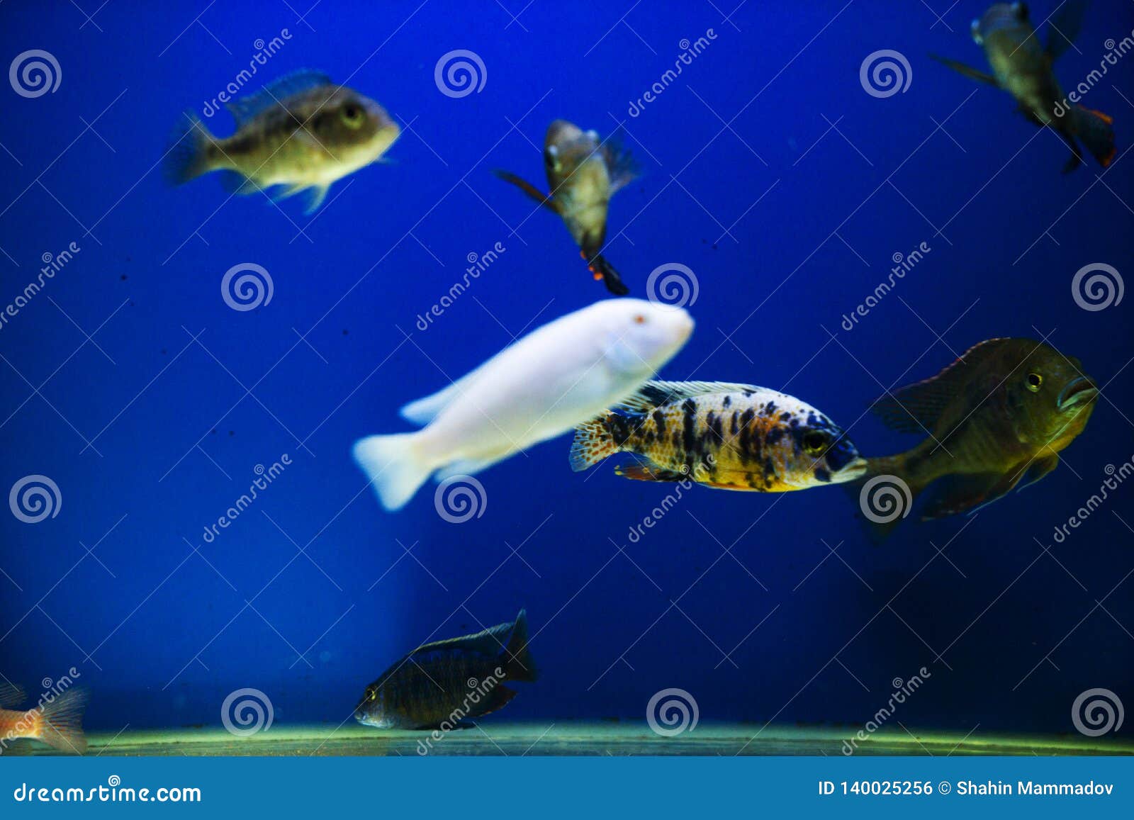 Multi Colored Fish of Different Breeds Swims in the Aquarium Stock ...