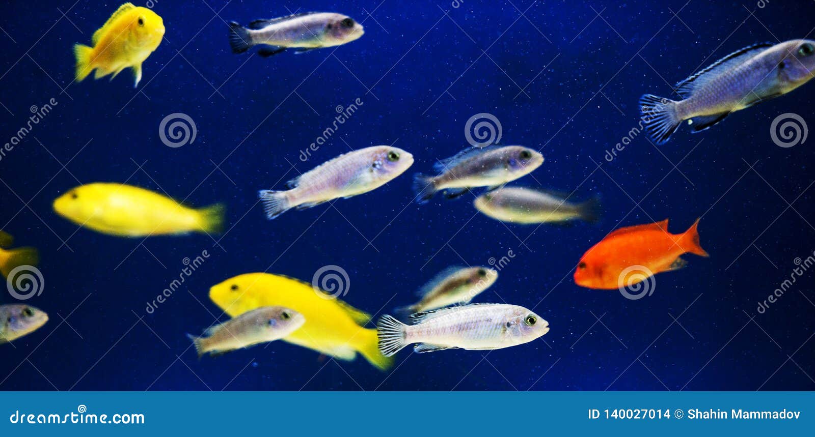 Multi Colored Fish of Different Breeds Swims in the Aquarium Stock ...