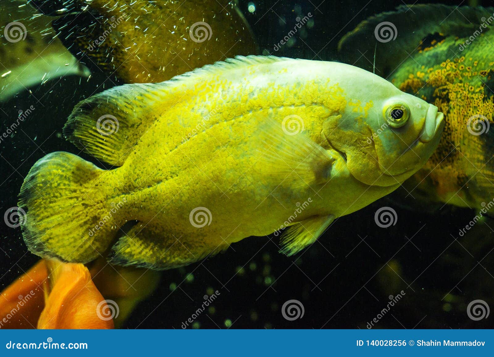 Multi Colored Fish of Different Breeds Swims in the Aquarium Stock ...