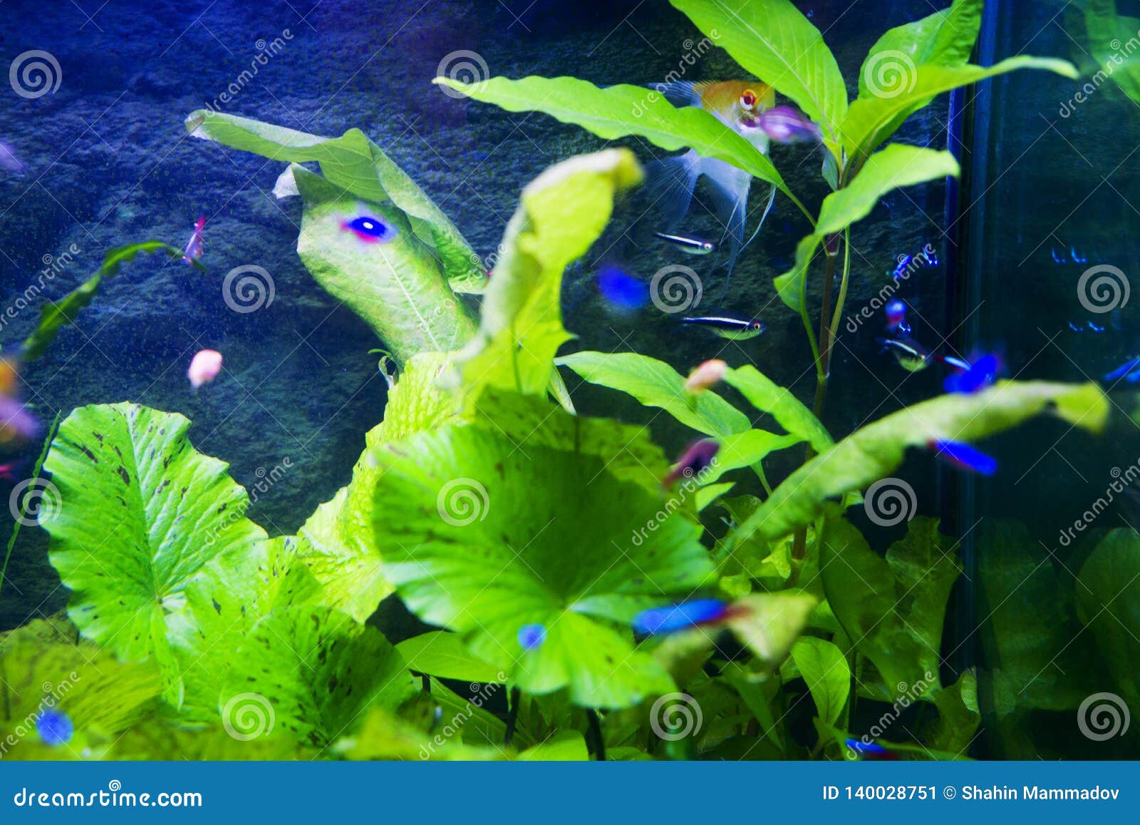 Multi Colored Fish of Different Breeds Swims in the Aquarium Stock ...