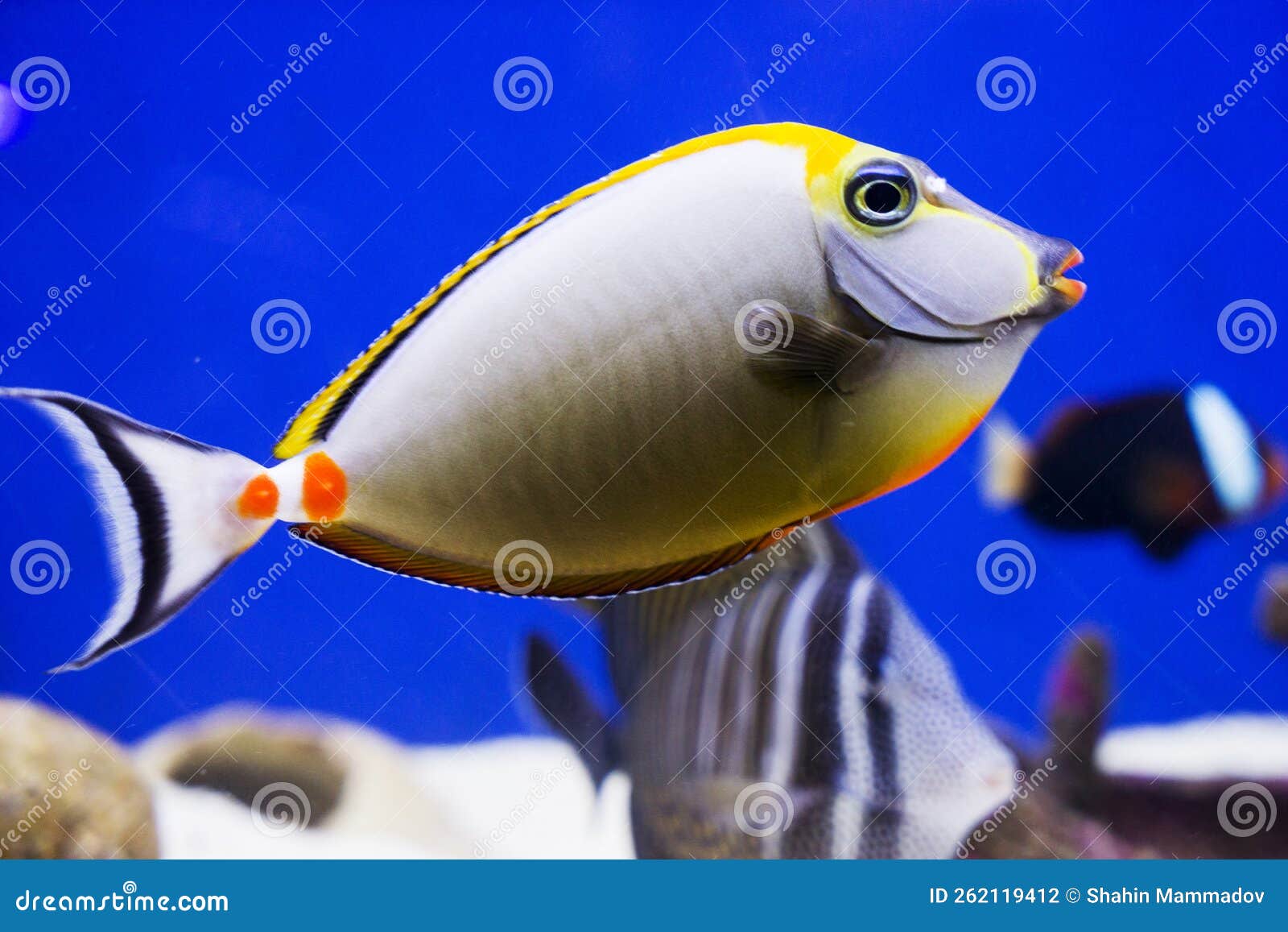 Multi Colored Fish of Different Breeds Swims in the Aquarium Stock ...