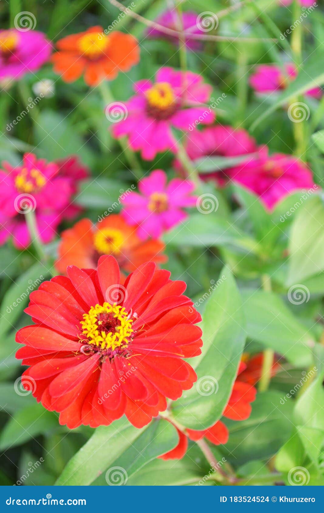 Multi-colored flower stock photo. Image of colored, beautiful - 183524524